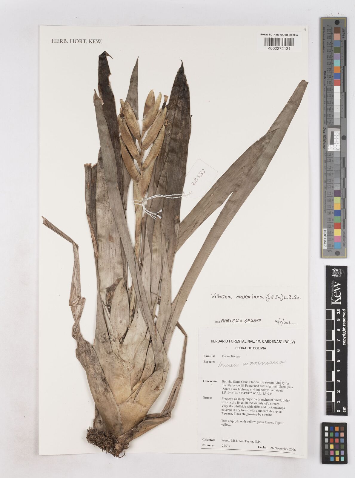 Vriesea maxoniana (L.B.Sm.) L.B.Sm. | Plants of the World Online | Kew ...