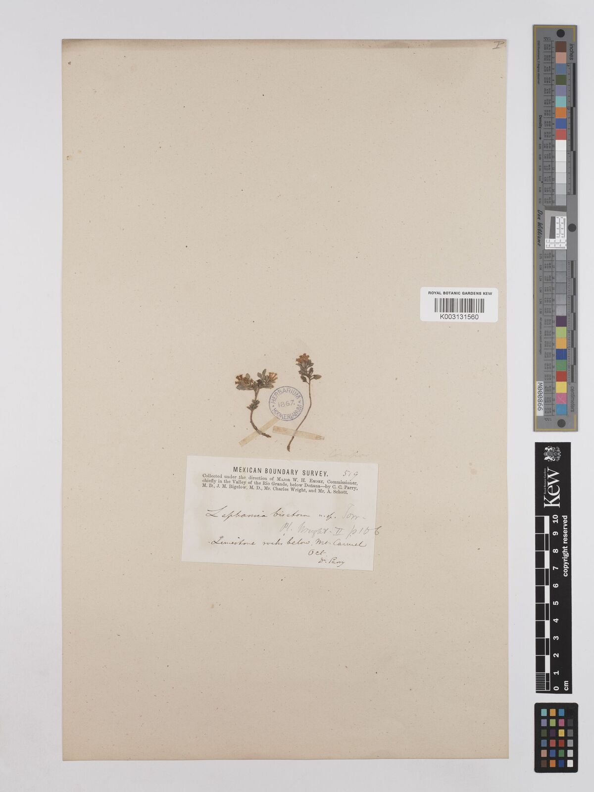 Perityle Benth. | Plants of the World Online | Kew Science