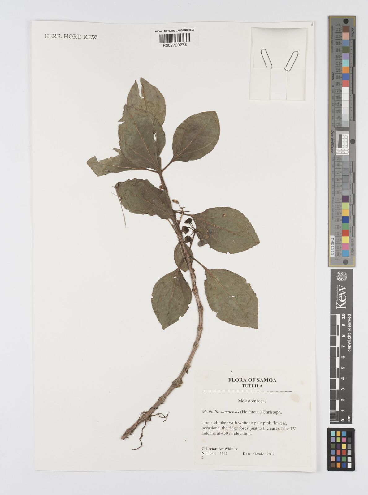 Medinilla samoensis (Hochr.) Christoph. | Plants of the World Online ...