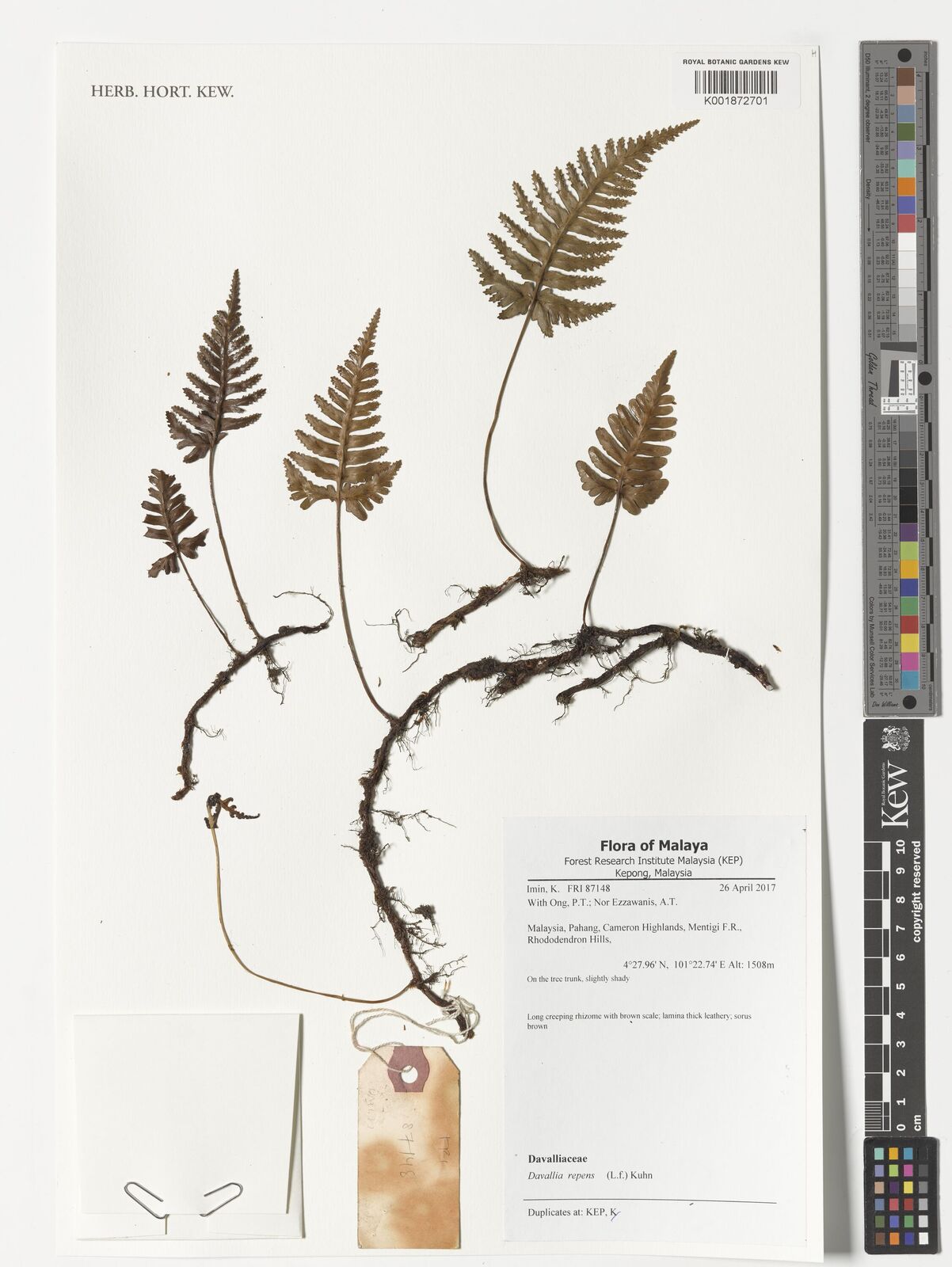 Davallia repens (L.f.) Kuhn | Plants of the World Online | Kew Science