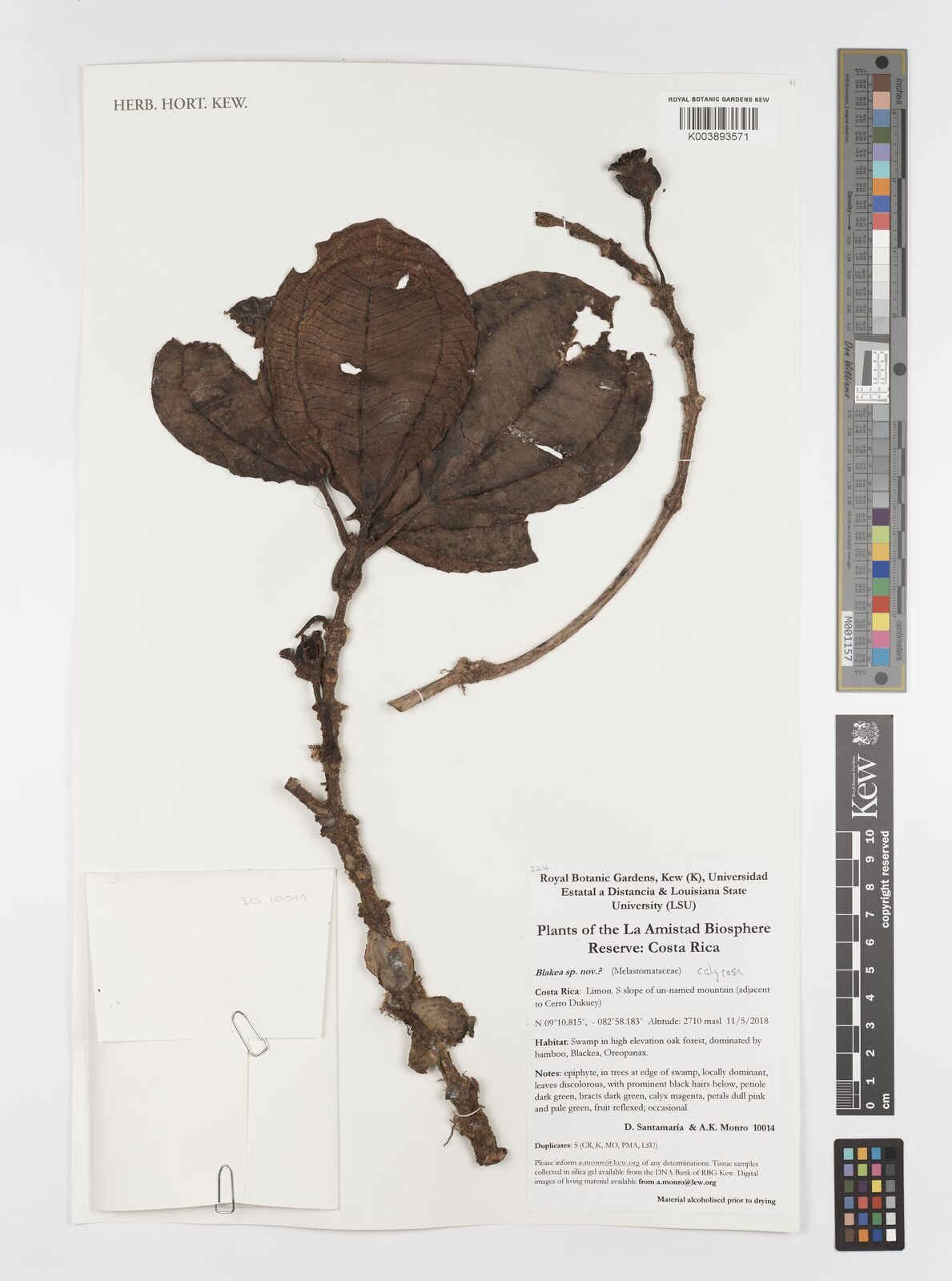 Blakea calycosa Gleason | Plants of the World Online | Kew Science