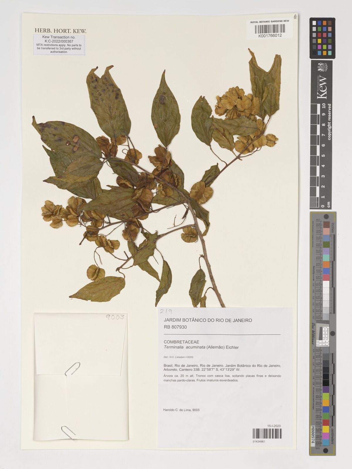 Terminalia acuminata (Allemão) Eichler | Plants of the World Online ...