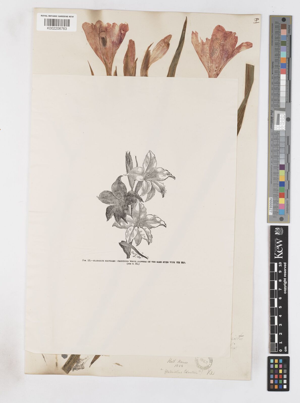 Gladiolus × colvillei Sweet | Plants of the World Online | Kew Science