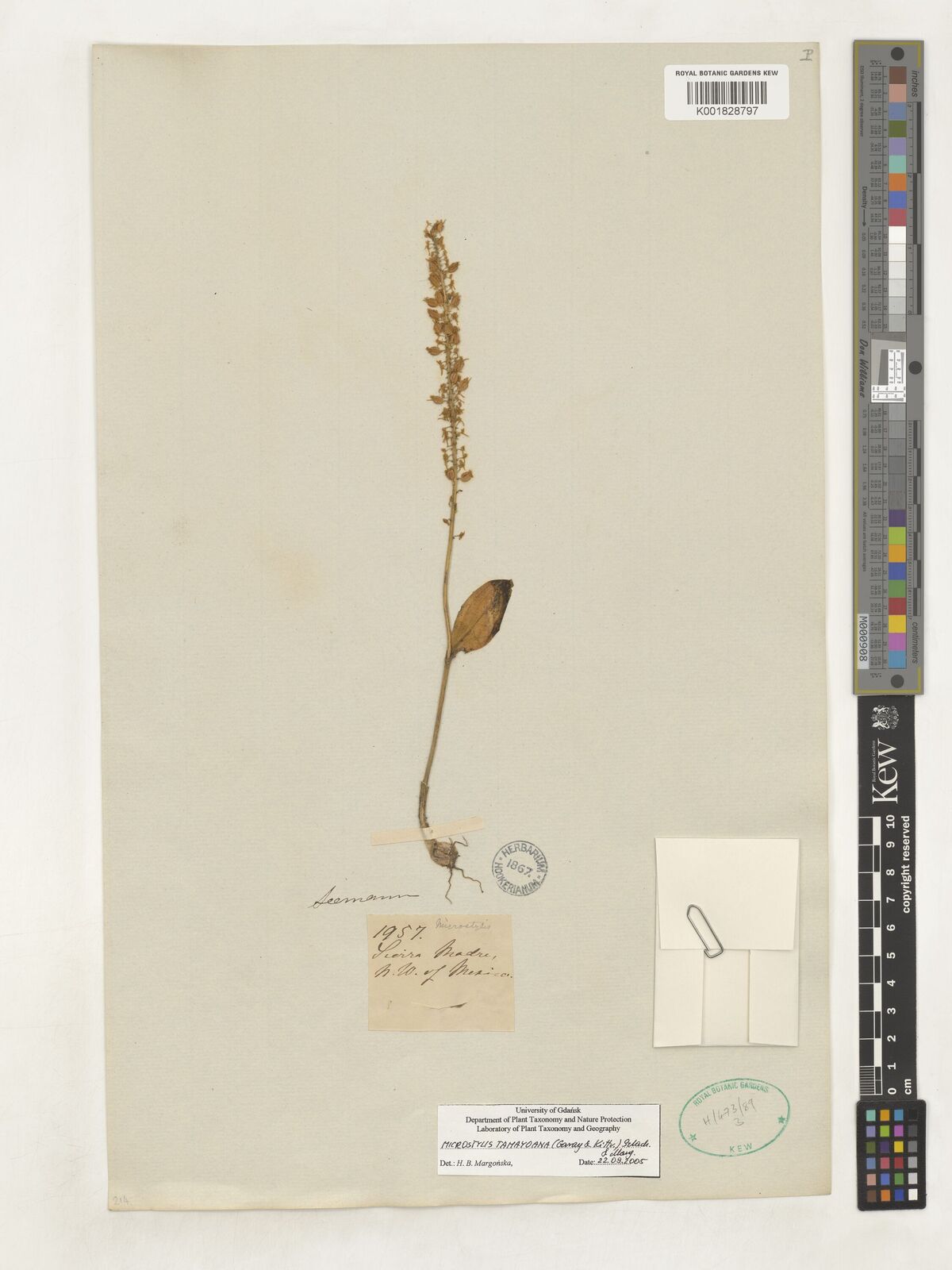 Malaxis tamayoana Garay & W.Kittr. | Plants of the World Online | Kew ...