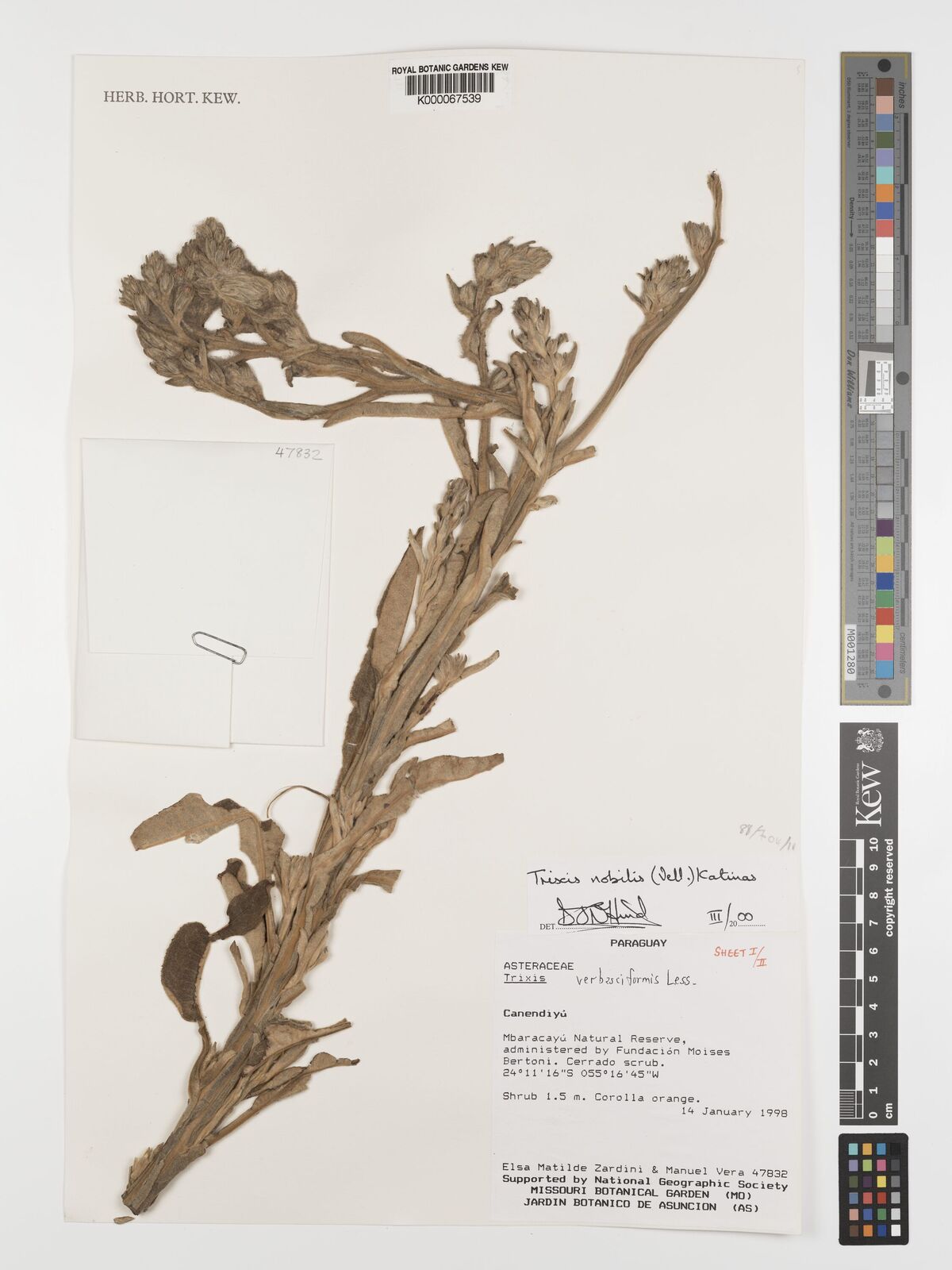 Trixis nobilis (Vell.) Katinas | Plants of the World Online | Kew Science