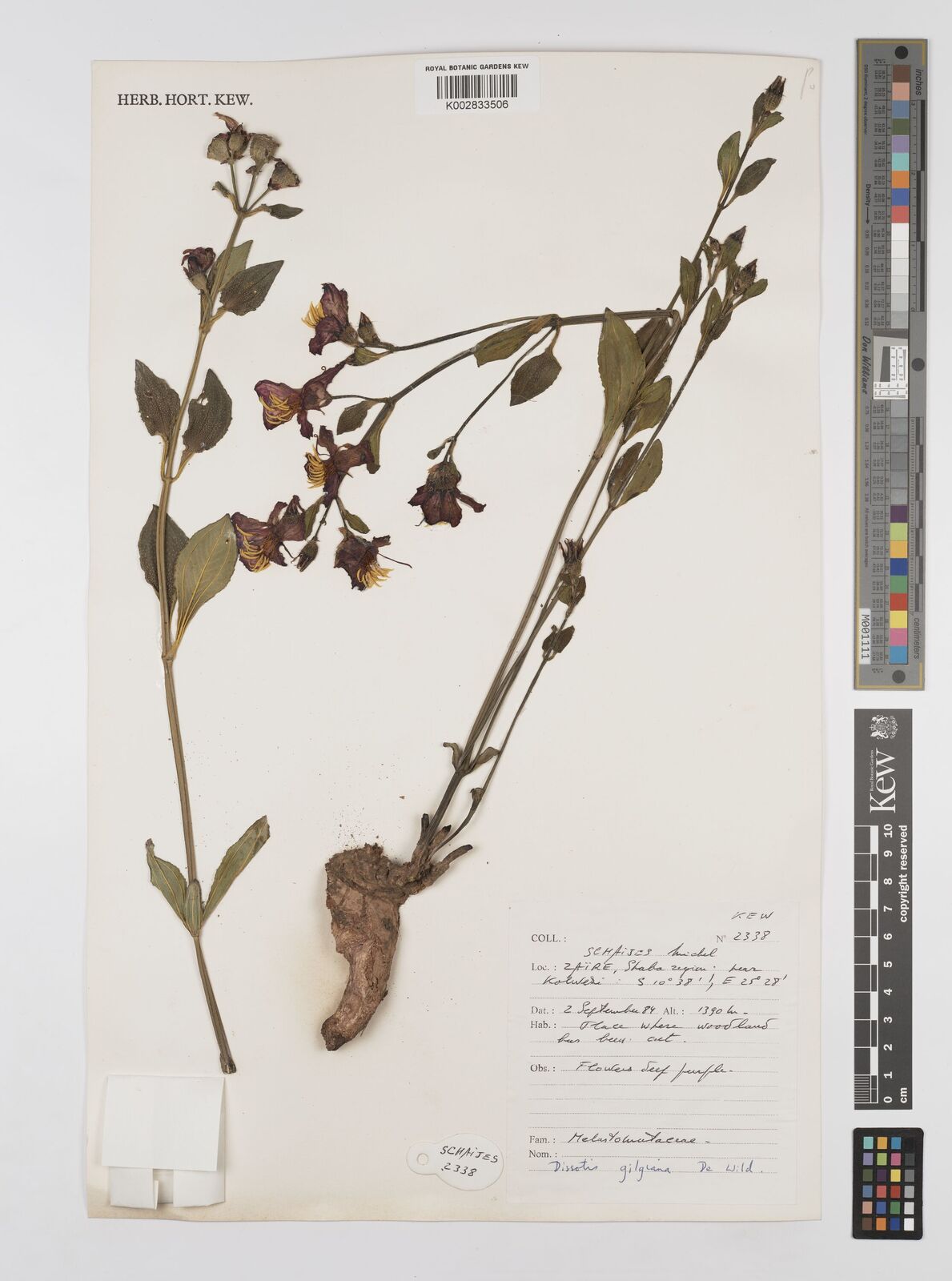 Pyrotis gilgiana (De Wild.) Ver.-Lib. & R.D.Stone | Plants of the World ...