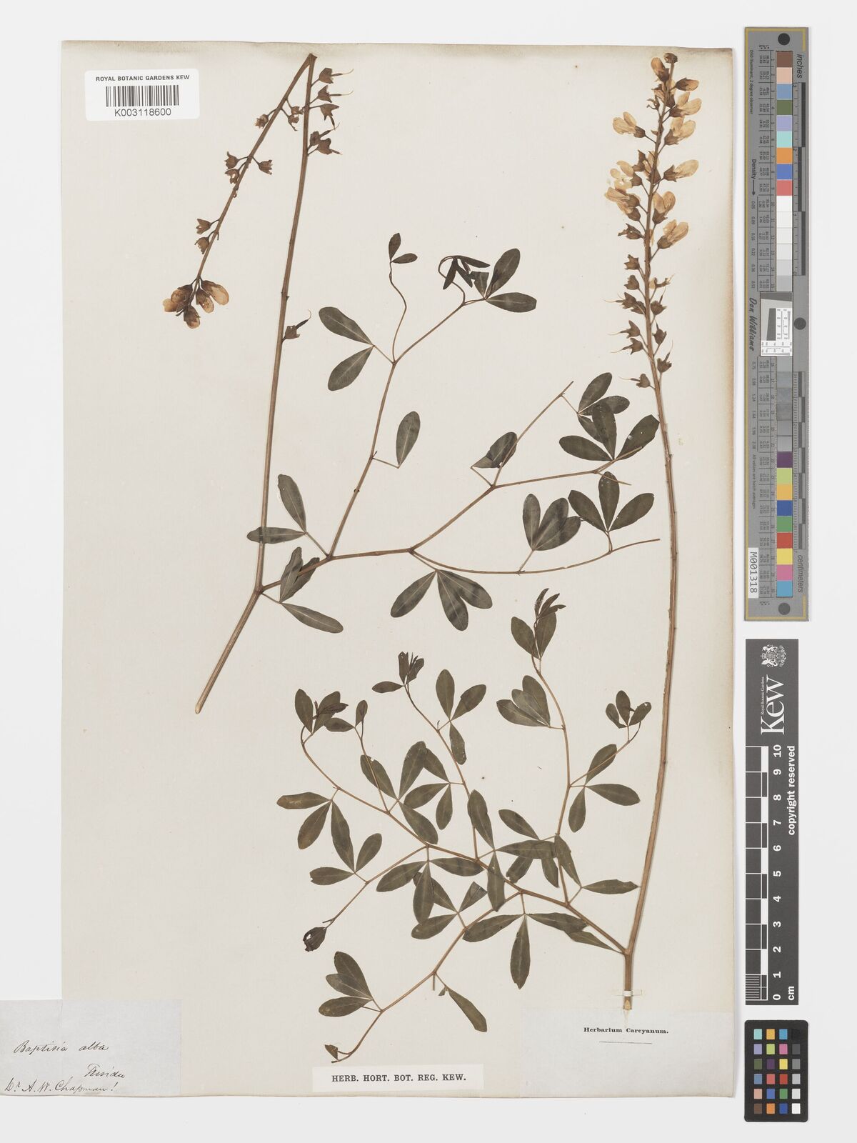 Baptisia alba (L.) R.Br. | Plants of the World Online | Kew Science