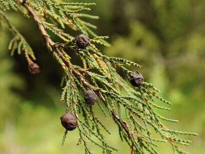 Juniperus L. | Plants of the World Online | Kew Science