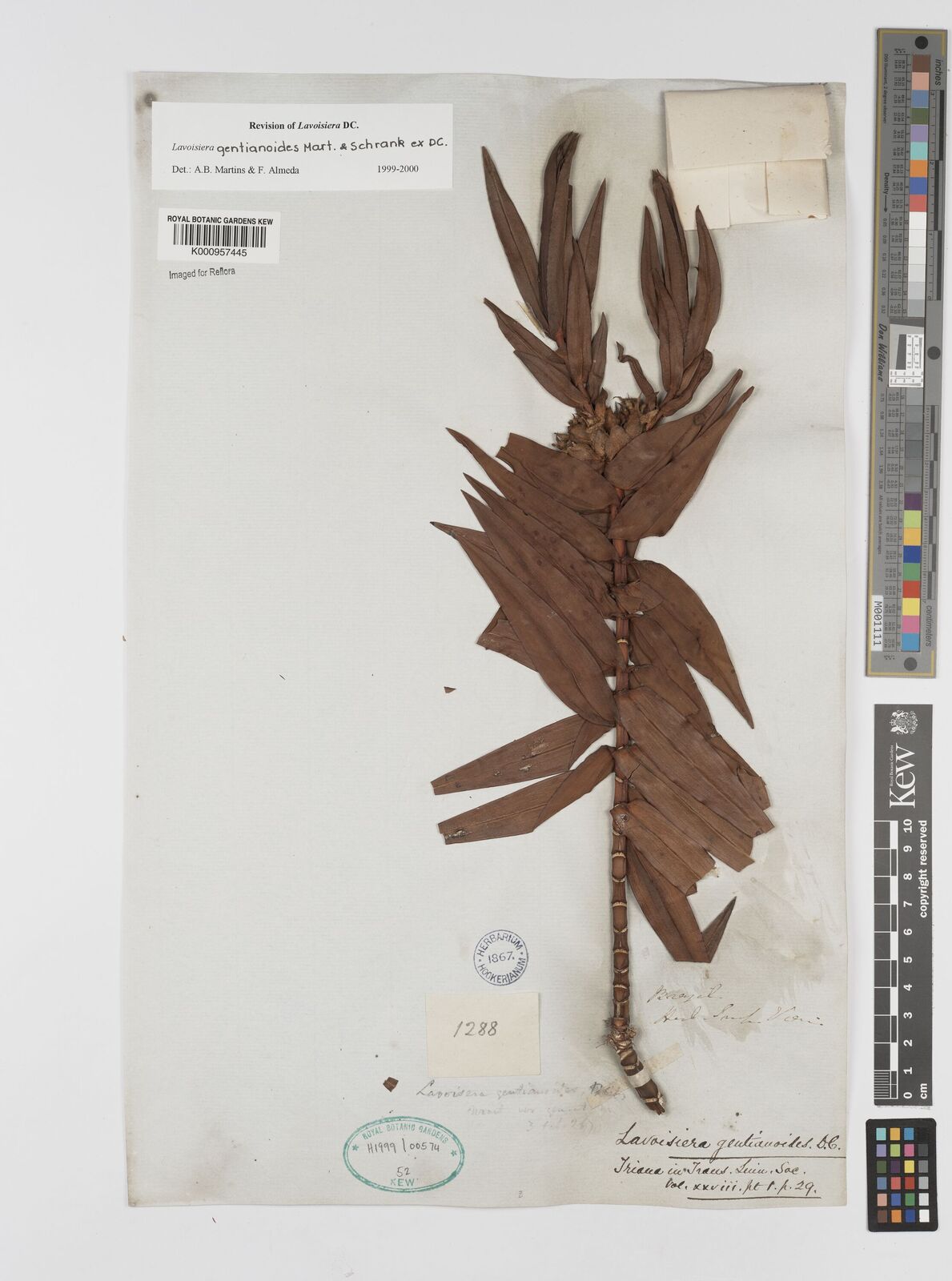 Microlicia gentianoides (DC.) Versiane & R.Romero | Plants of the World ...