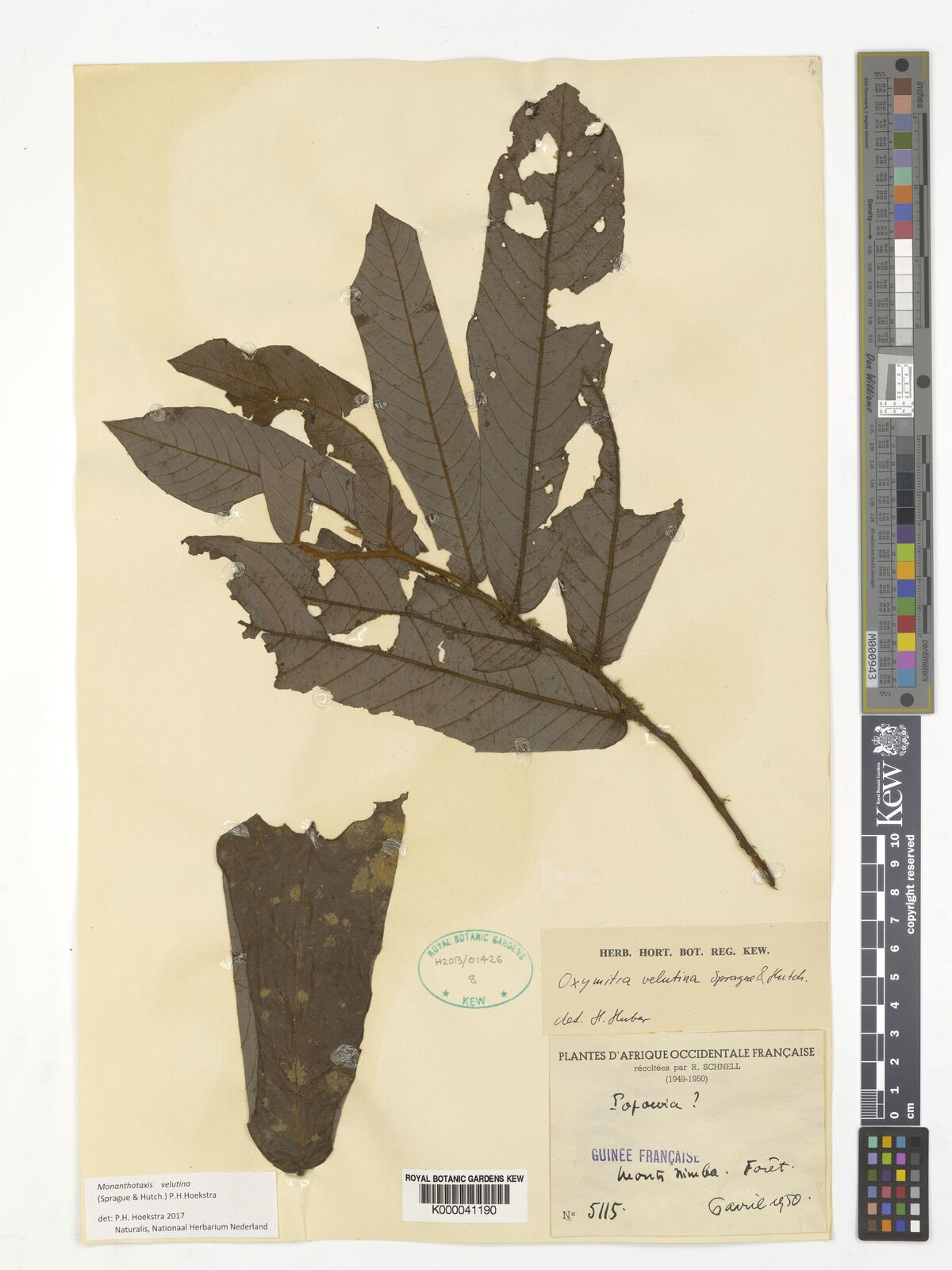 Monanthotaxis velutina (Sprague & Hutch.) P.H.Hoekstra | Plants of the ...
