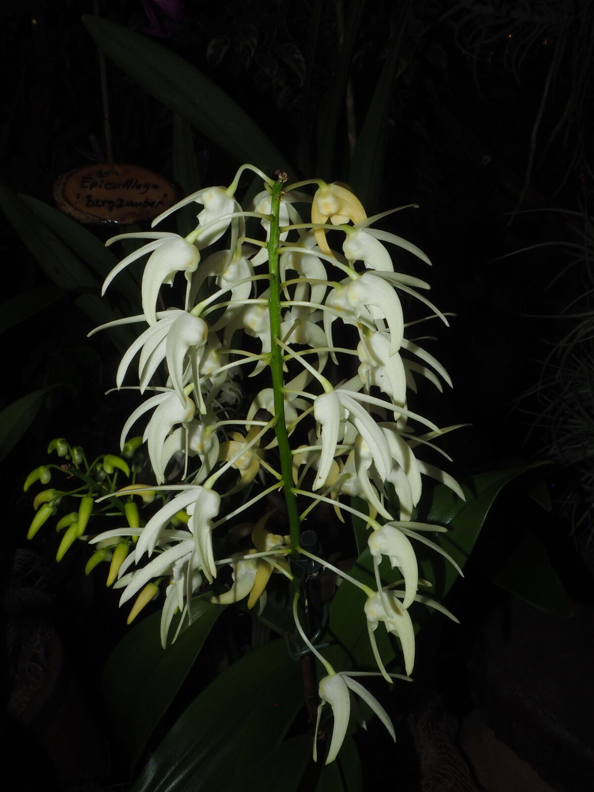 Dendrobium jonesii var. jonesii | Plants of the World Online | Kew Science