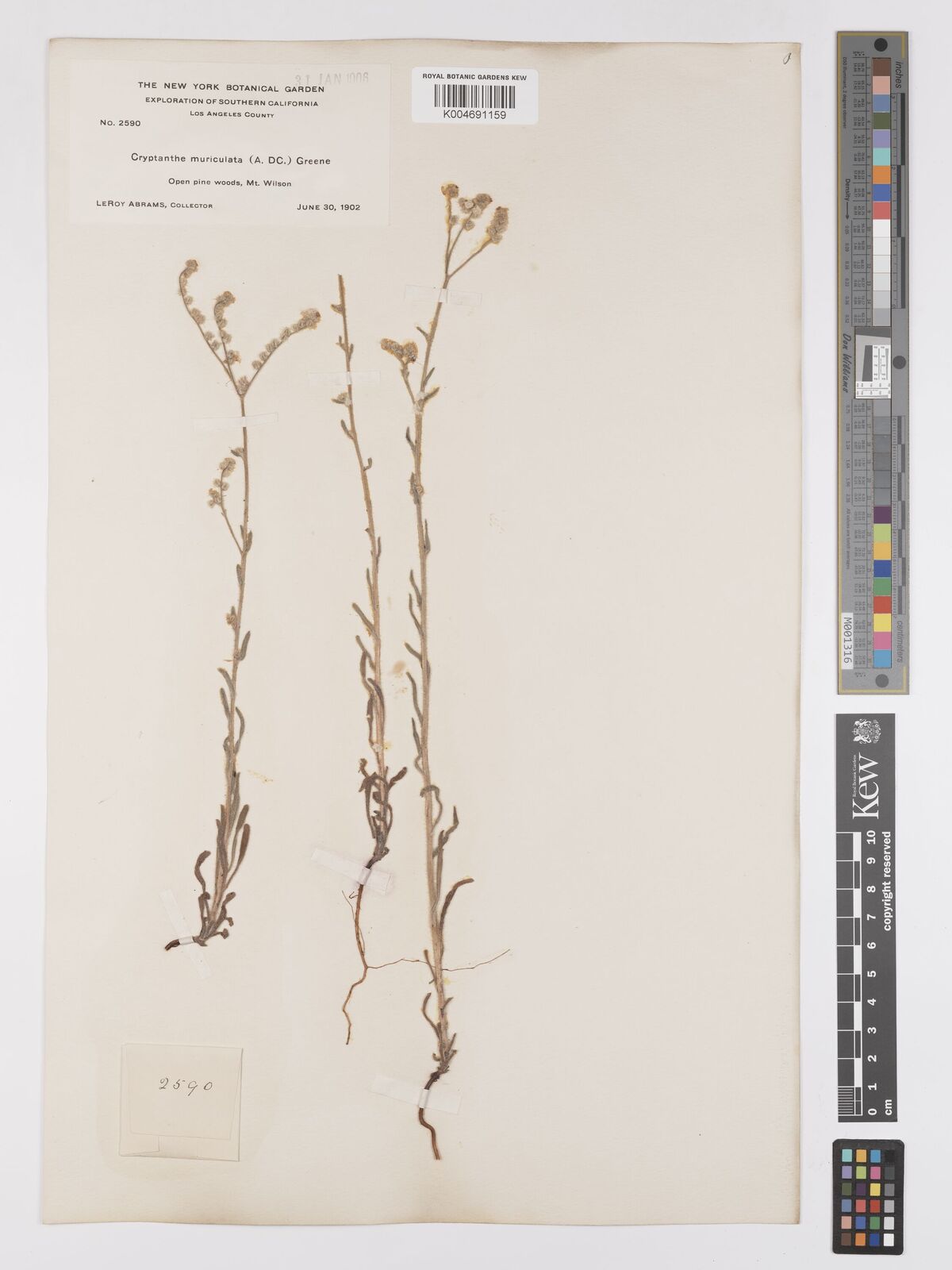 Cryptantha muricata var. denticulata (Greene) I.M.Johnst. | Plants of ...