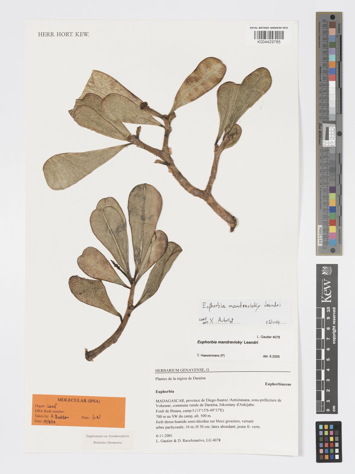 Euphorbia mandravioky Leandri | Plants of the World Online | Kew Science