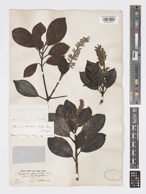 Polyosma Blume | Plants of the World Online | Kew Science