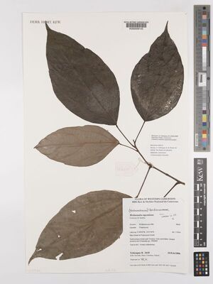 Peridiscaceae Kuhlm. | Plants of the World Online | Kew Science