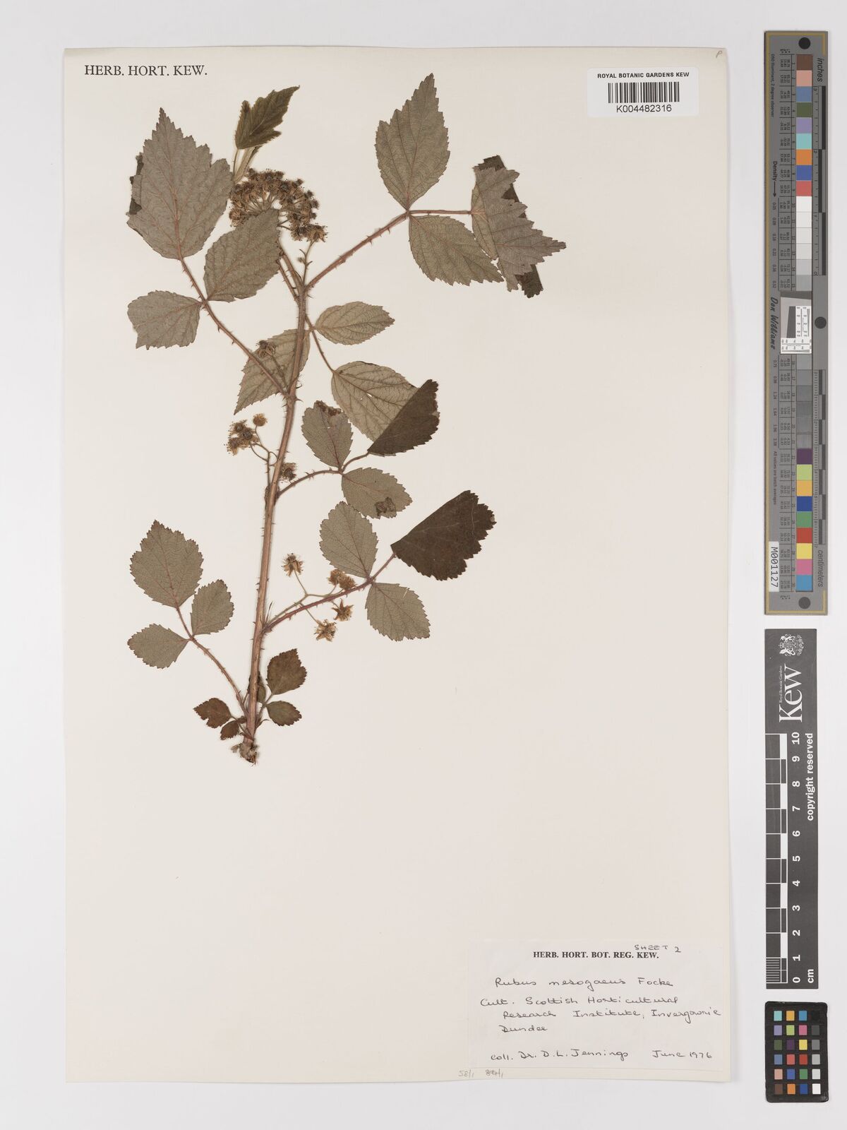 Rubus mesogaeus Focke | Plants of the World Online | Kew Science