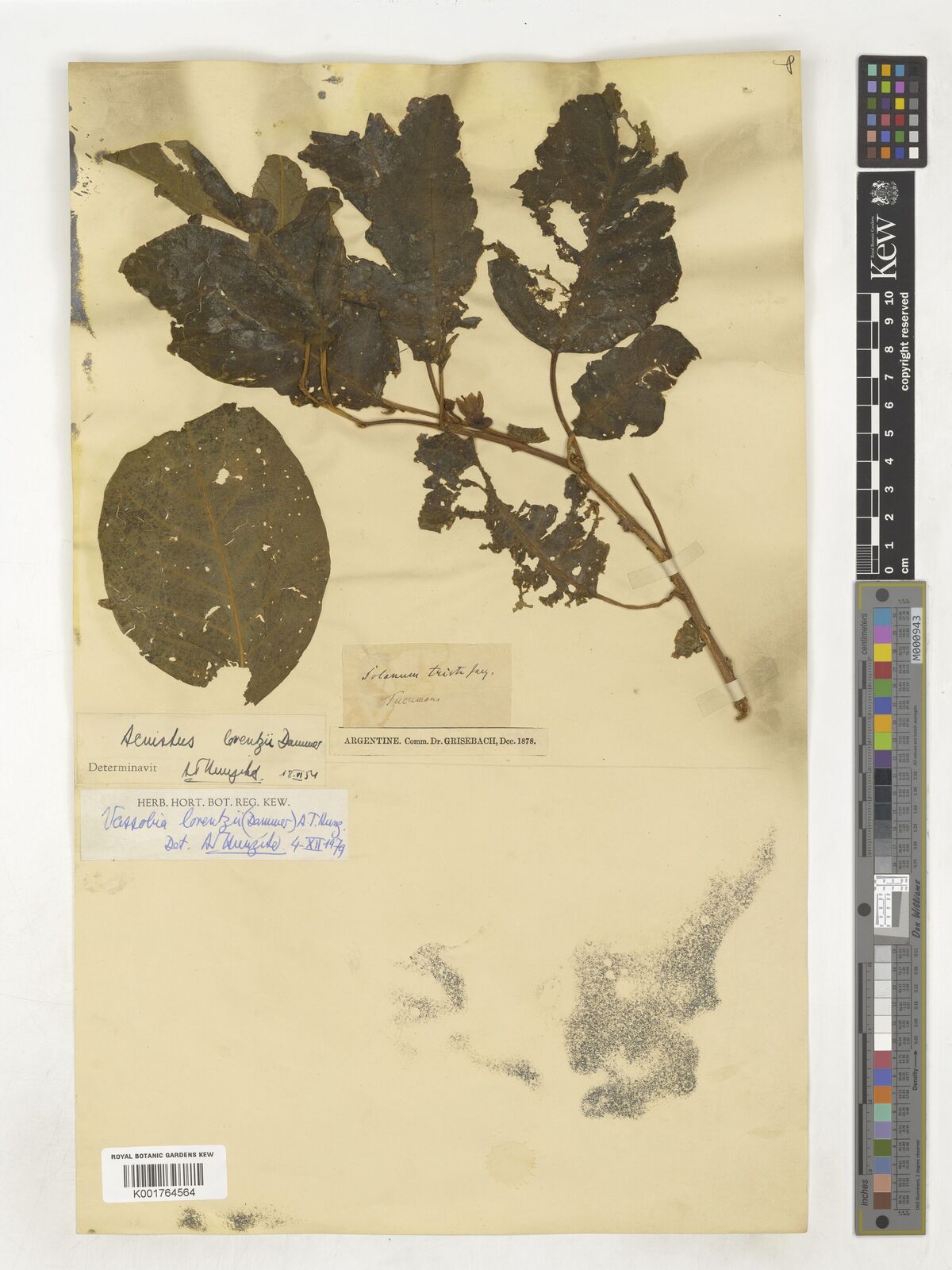 Eriolarynx lorentzii (Dammer) Hunz. | Plants of the World Online | Kew ...
