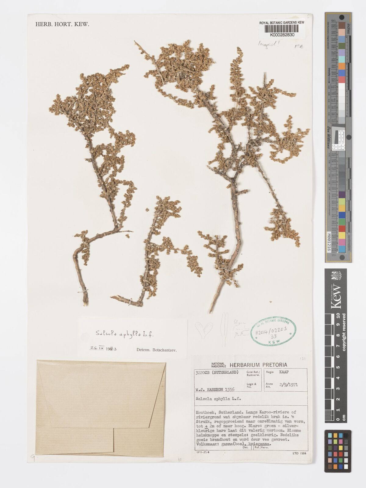 Caroxylon aphyllum (L.f.) Tzvelev | Plants of the World Online | Kew ...