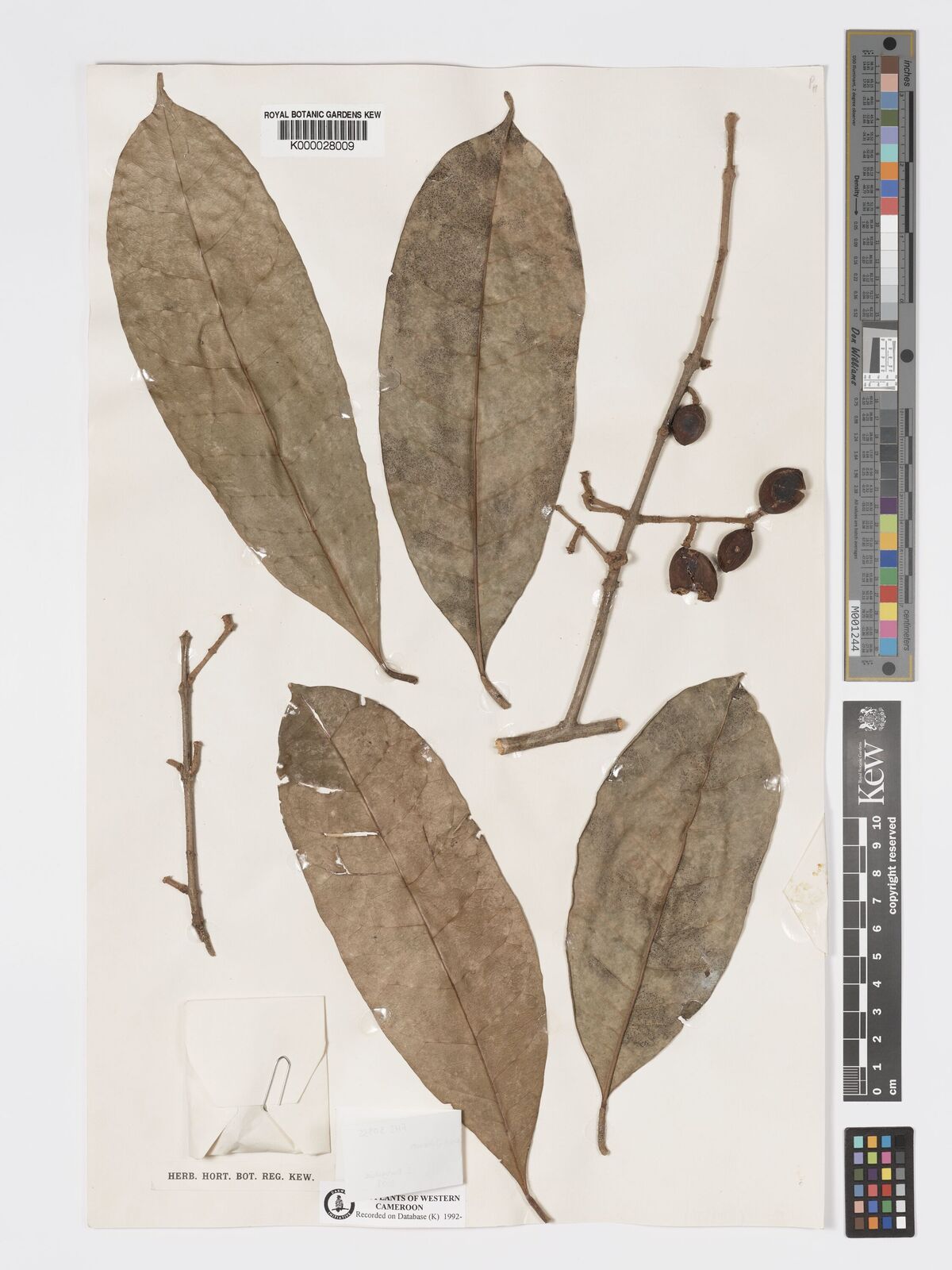 Noronhia africana (Knobl.) Hong-Wa & Besnard | Plants of the World ...
