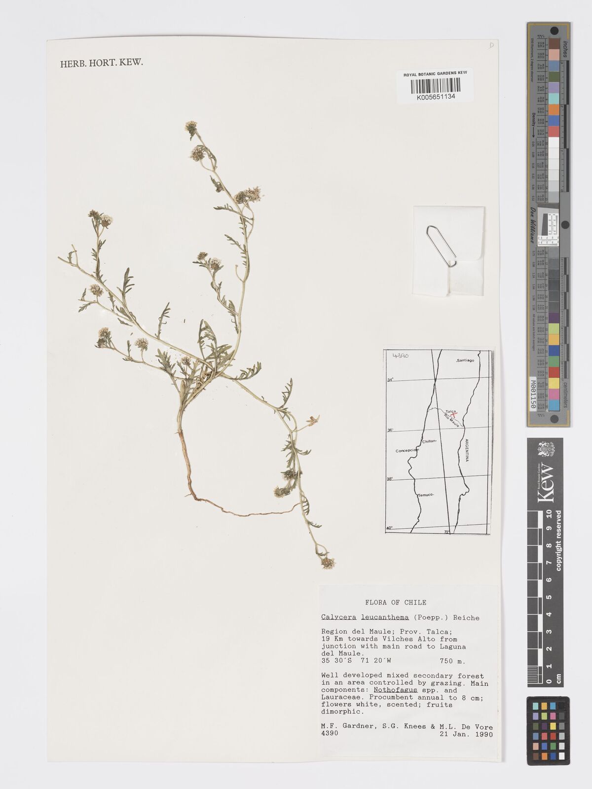 Boopis leucanthema Poepp. ex Less. | Plants of the World Online | Kew ...