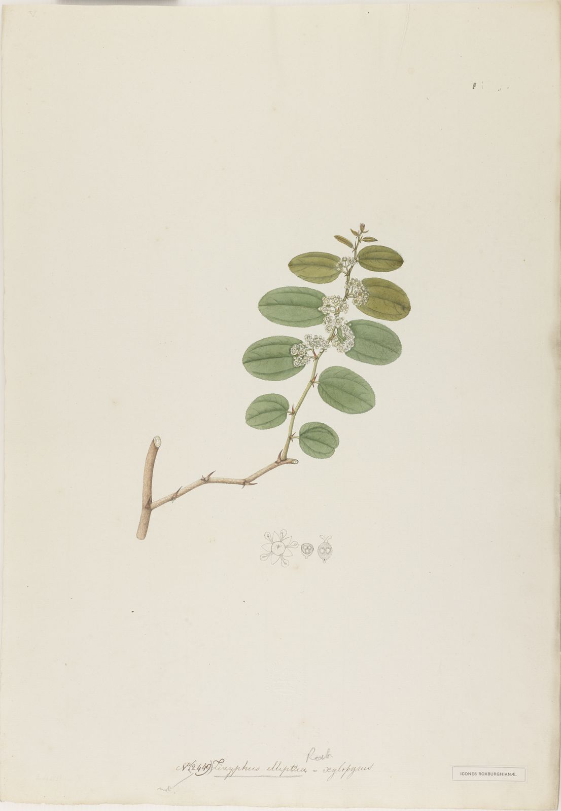 Ziziphus xylopyrus (Retz.) Willd. | Plants of the World Online | Kew ...