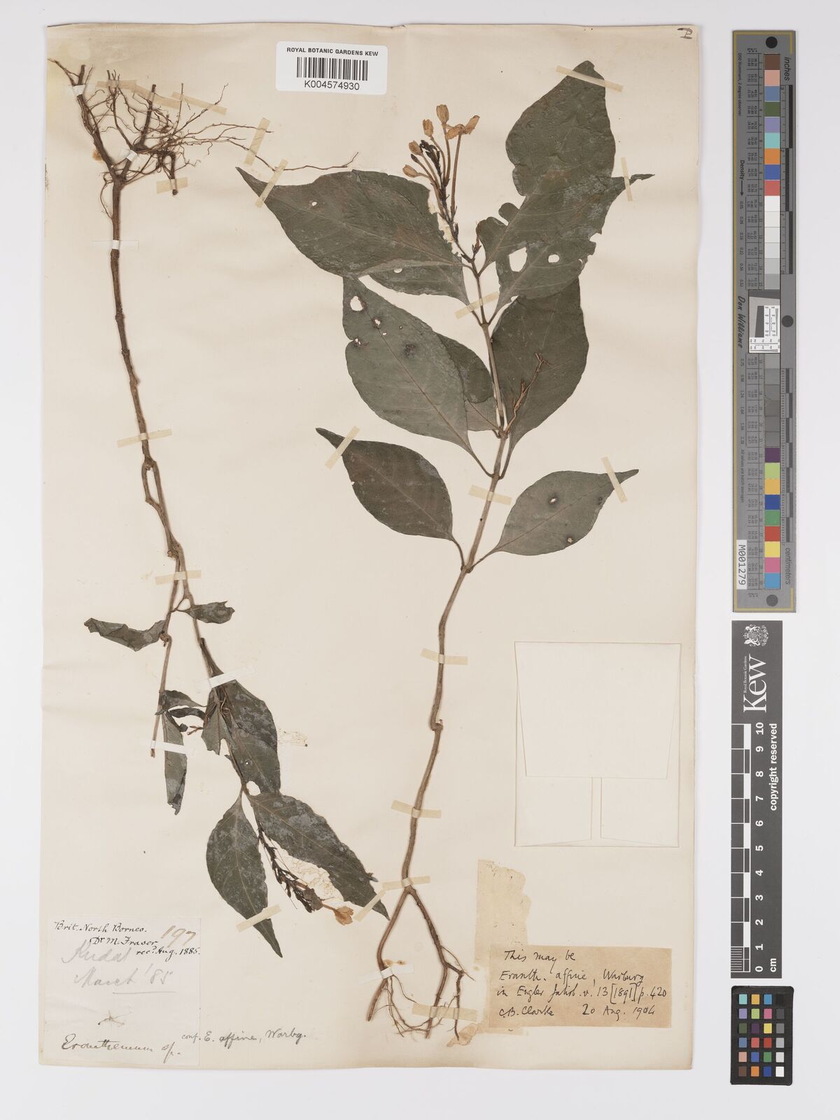 Ruspolia hypocrateriformis (Vahl) Milne-Redh. | Plants of the World ...