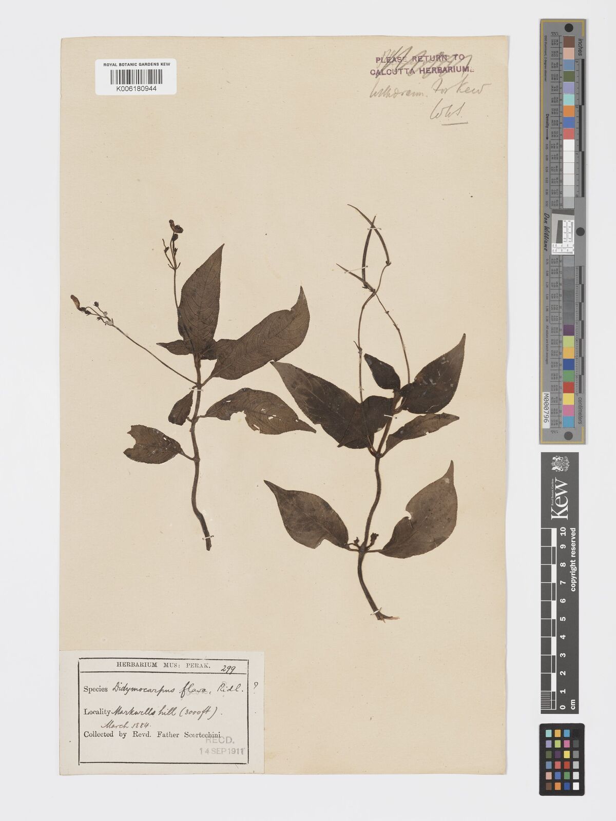 Codonoboea flava (Ridl.) Kiew | Plants of the World Online | Kew Science