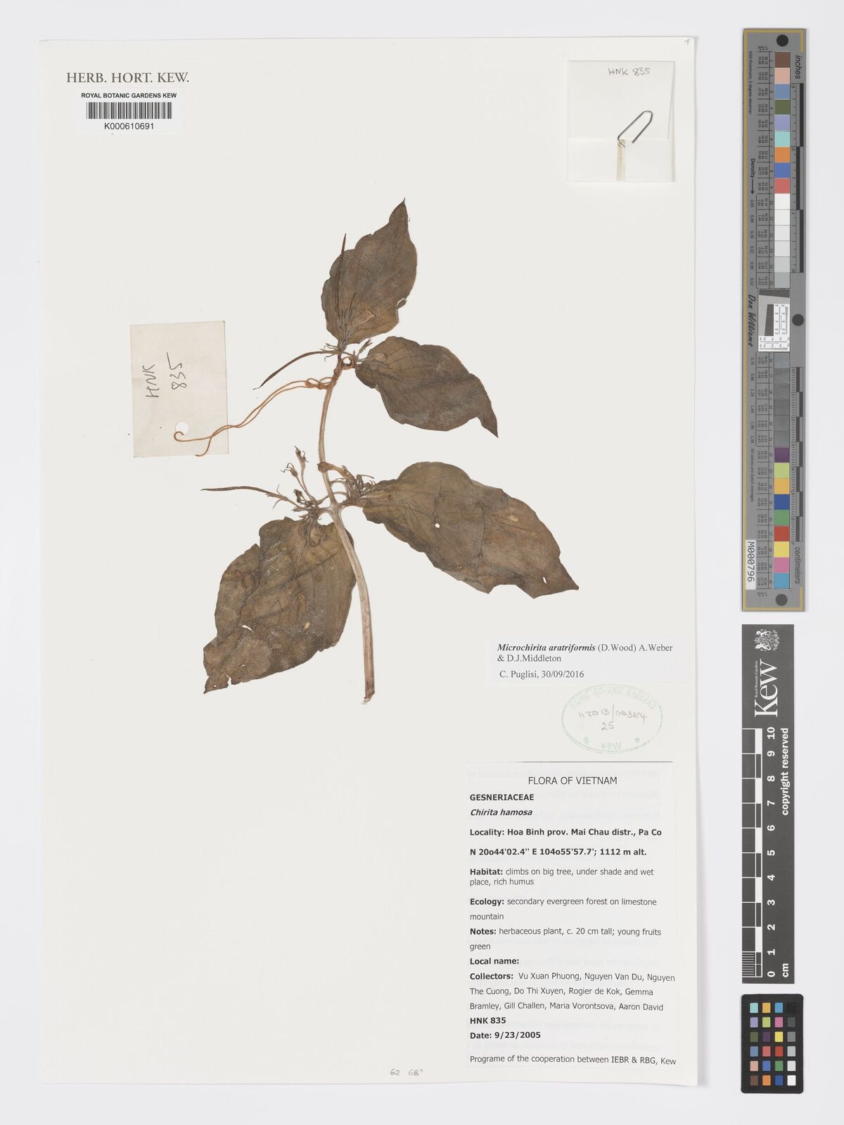 Microchirita aratriformis (D.Wood) A.Weber & D.J.Middleton | Plants of ...