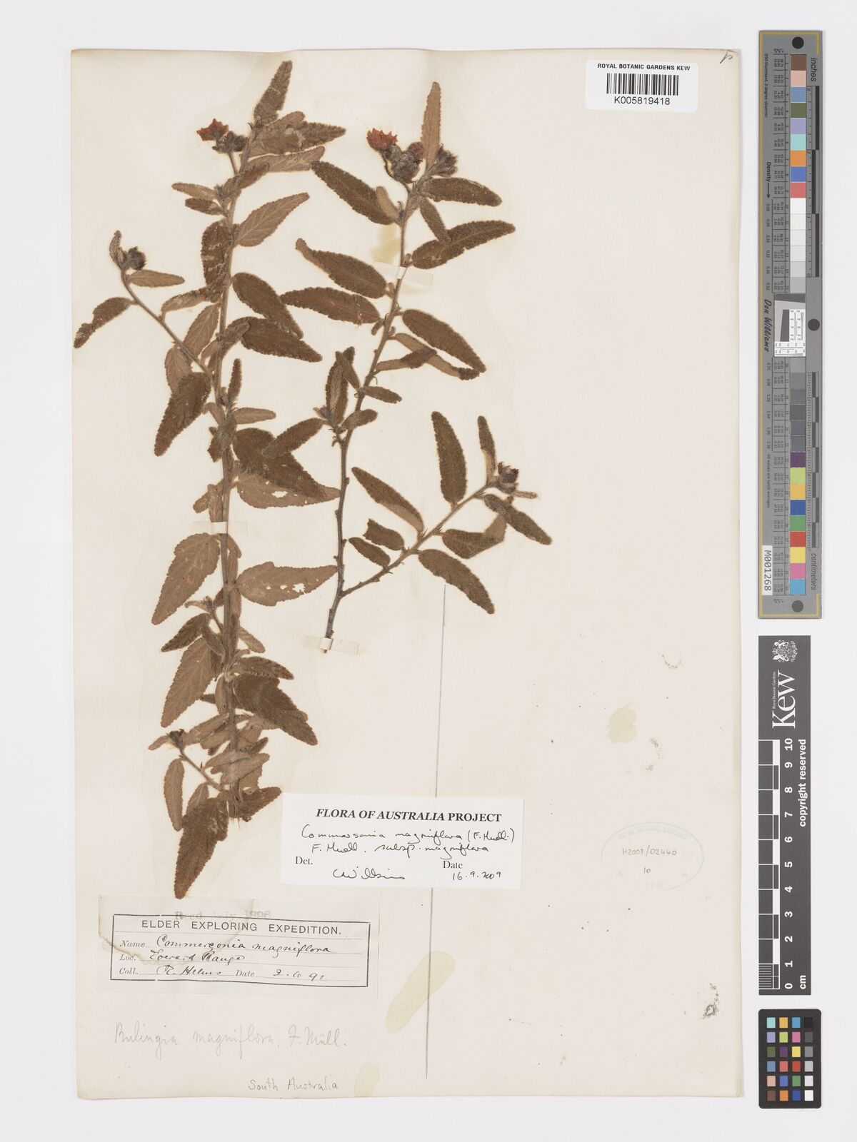 Commersonia magniflora subsp. magniflora | Plants of the World Online ...