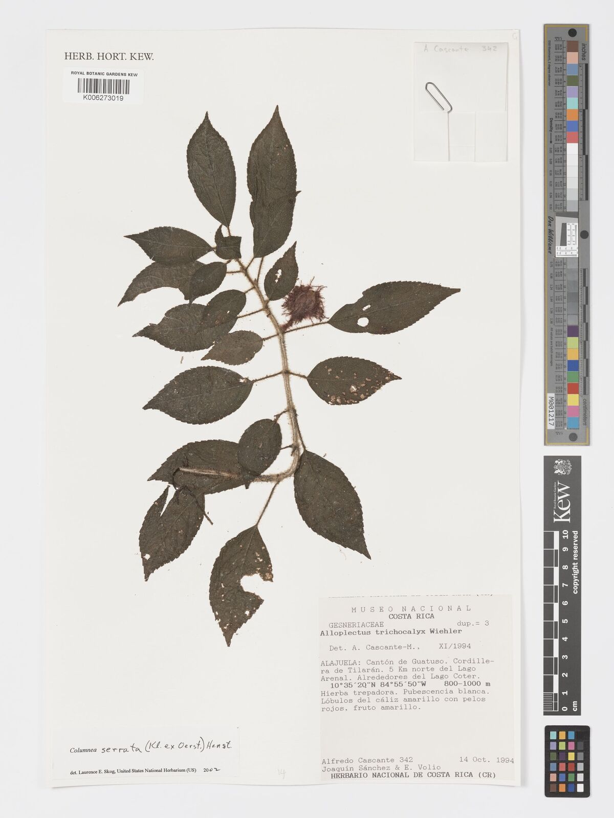 Columnea serrata (Klotzsch ex Oerst.) Hanst. | Plants of the World ...