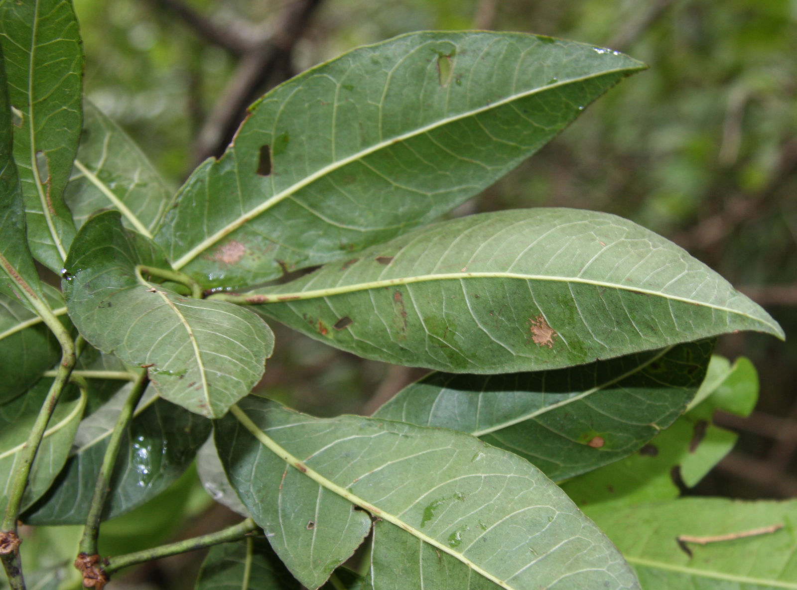 Guapira opposita (Vell.) Reitz | Colombian Plants made accessible