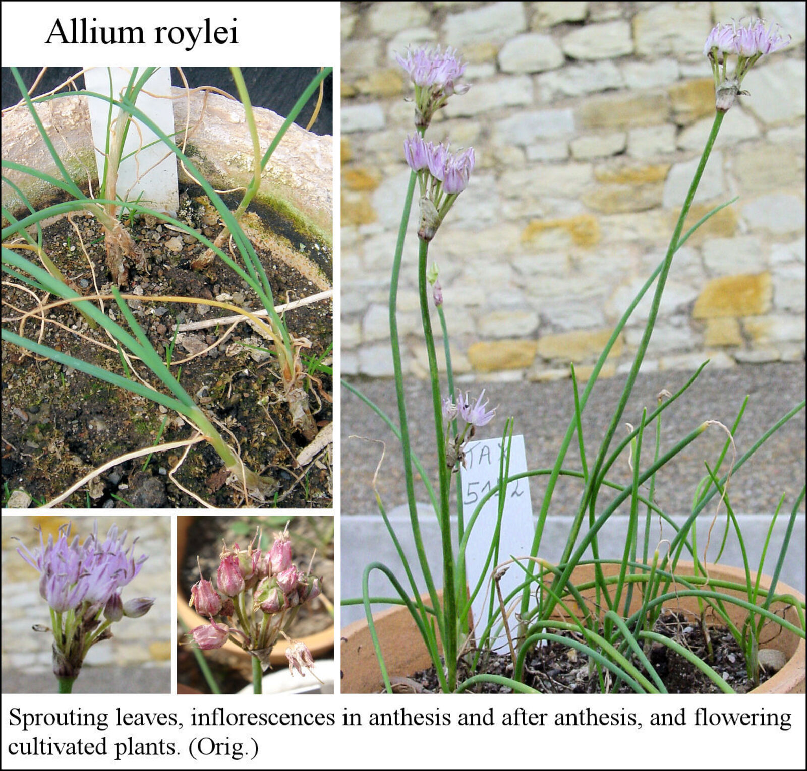 Allium roylei Stearn | Plants of the World Online | Kew Science