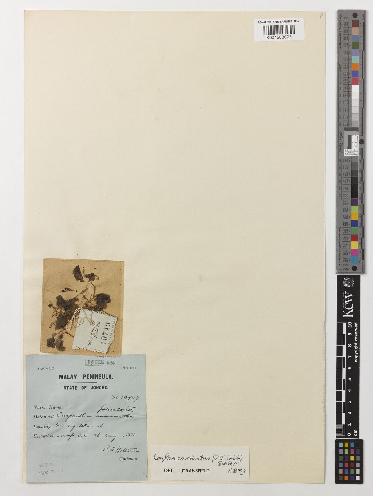 Corybas carinatus (J.J.Sm.) Schltr. | Plants of the World Online | Kew ...