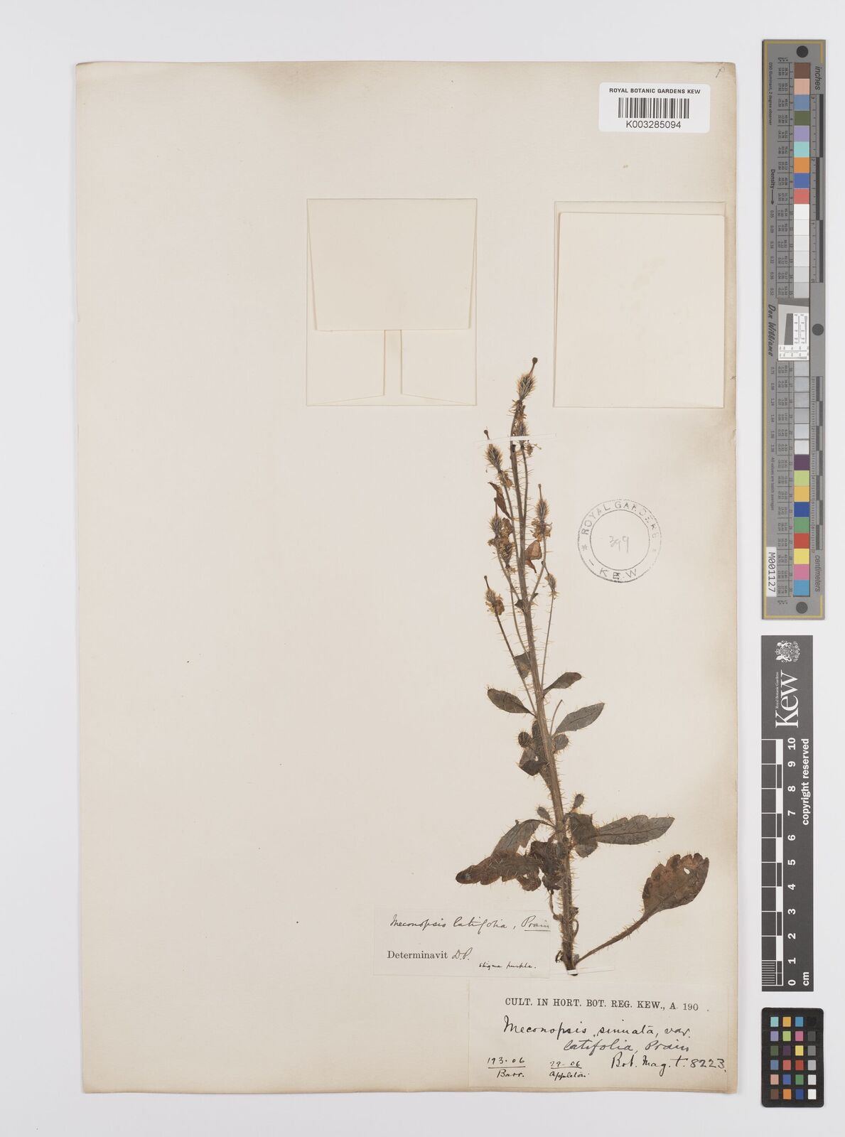 Meconopsis latifolia (Prain) Prain | Plants of the World Online | Kew ...