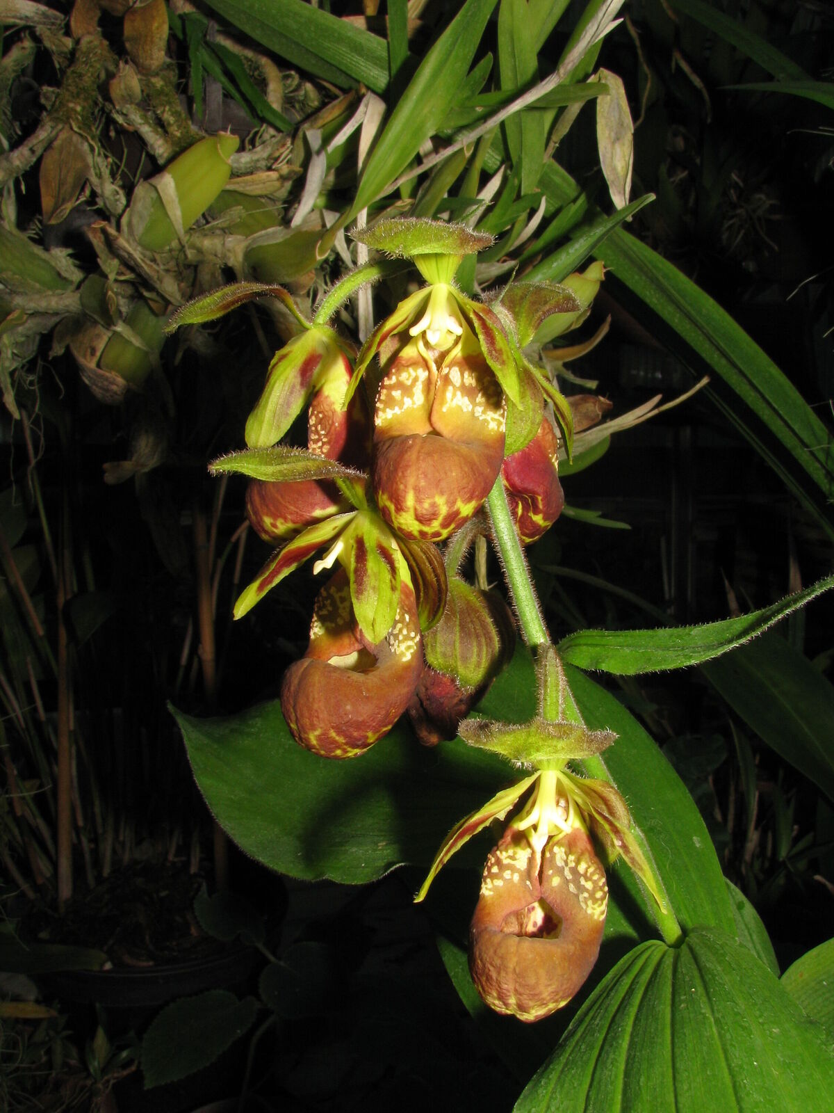 Cypripedium subtropicum S.C.Chen & K.Y.Lang | Plants of the World ...