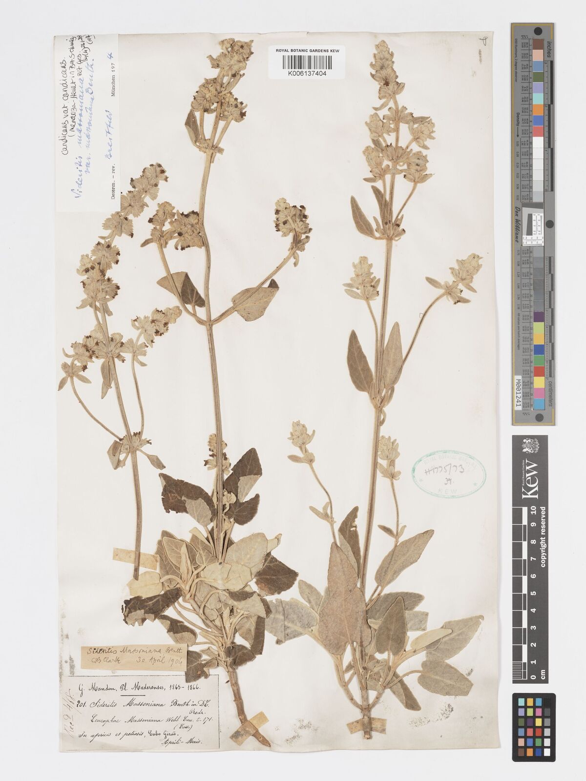 Sideritis candicans var. candicans | Plants of the World Online | Kew ...