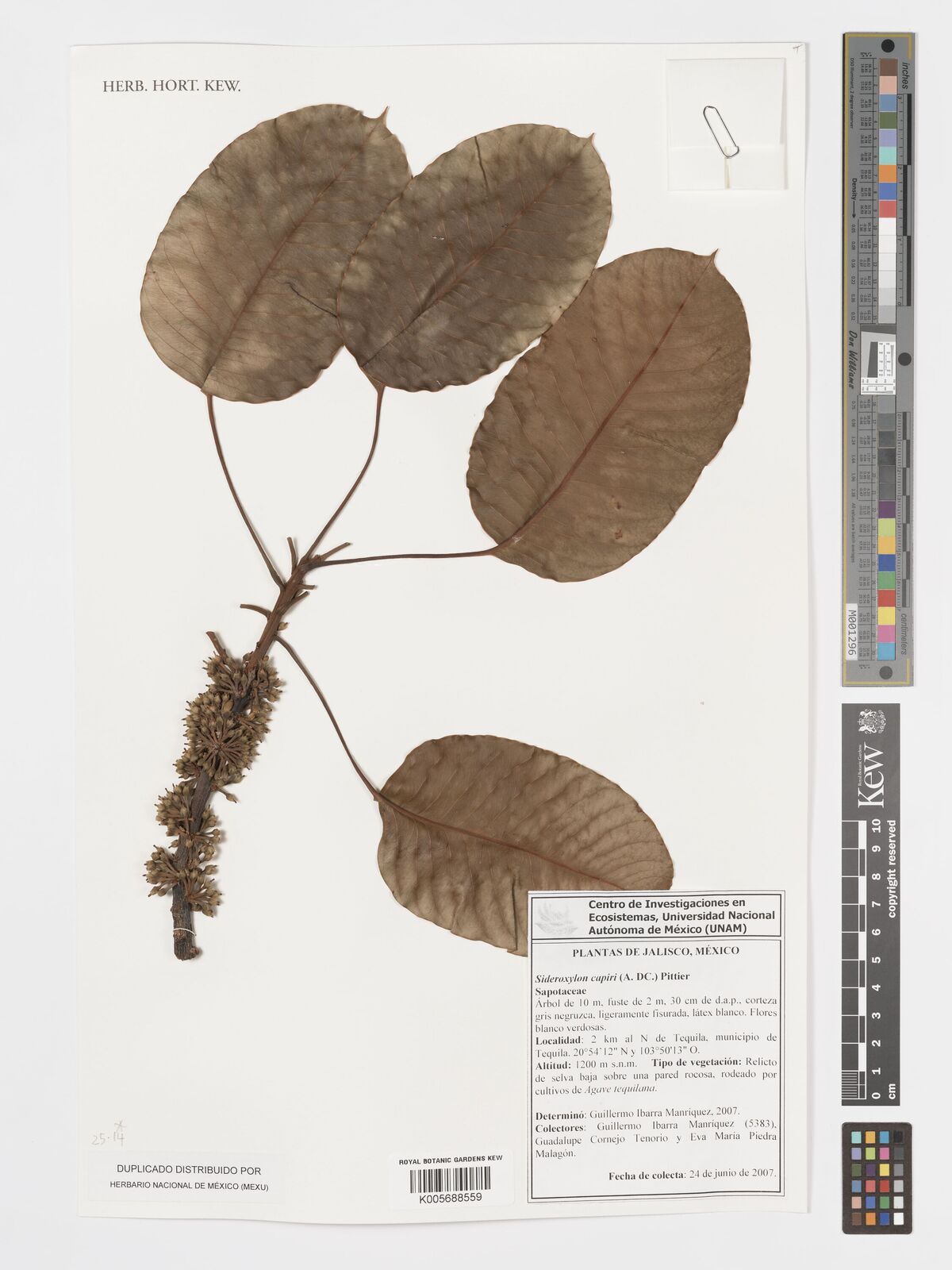 Sideroxylon capiri (A.DC.) Pittier | Plants of the World Online | Kew ...