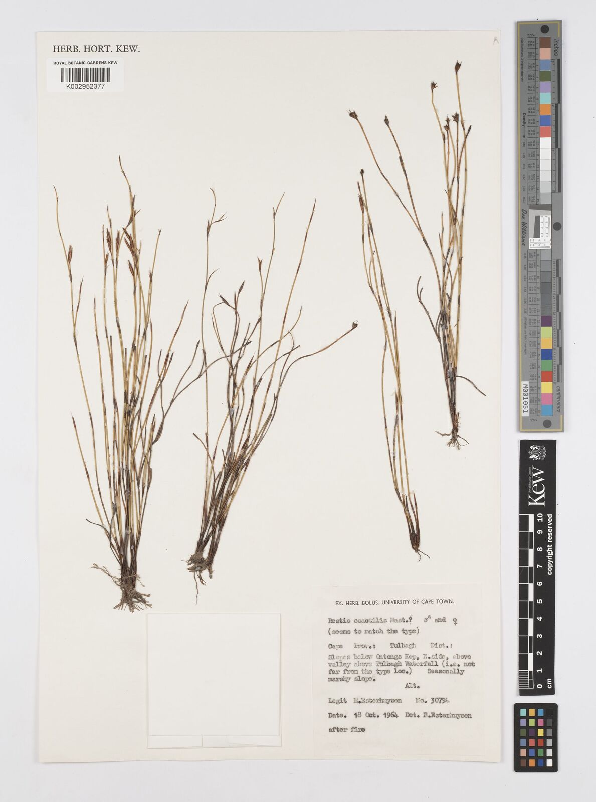 Restio coactilis Mast. | Plants of the World Online | Kew Science
