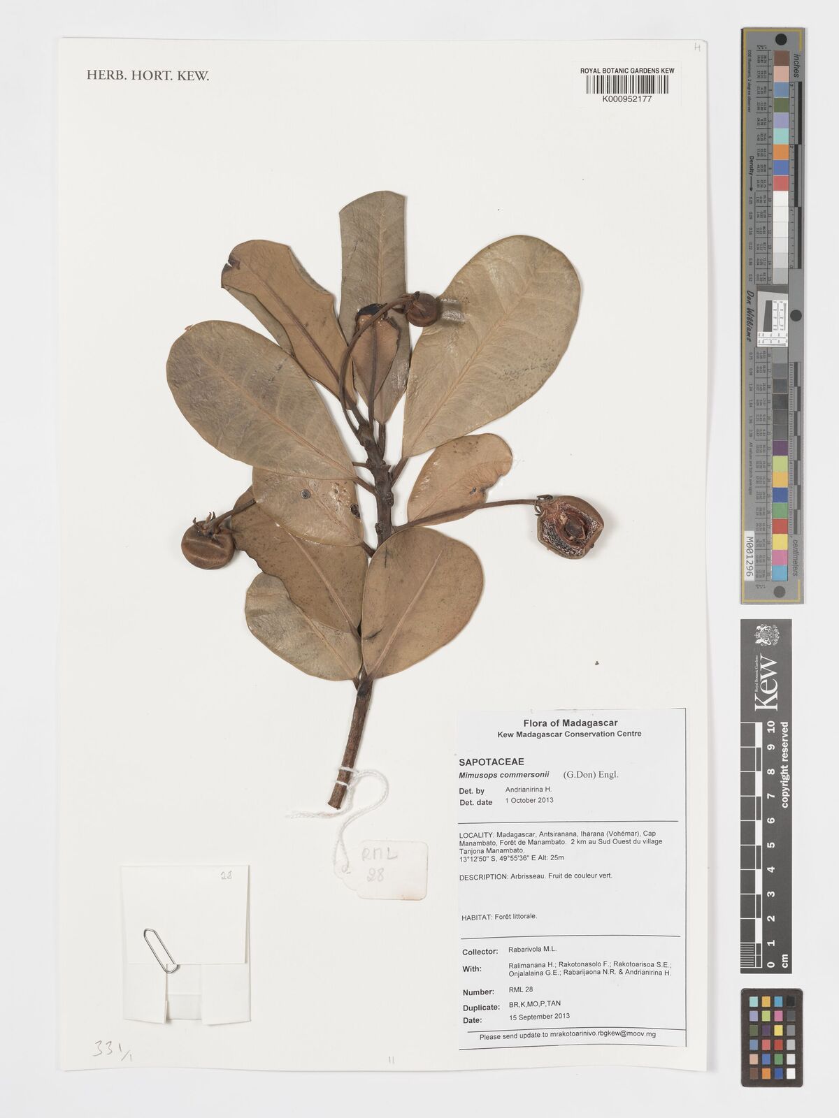 Mimusops balata (Aubl.) C.F.Gaertn. | Plants of the World Online | Kew ...