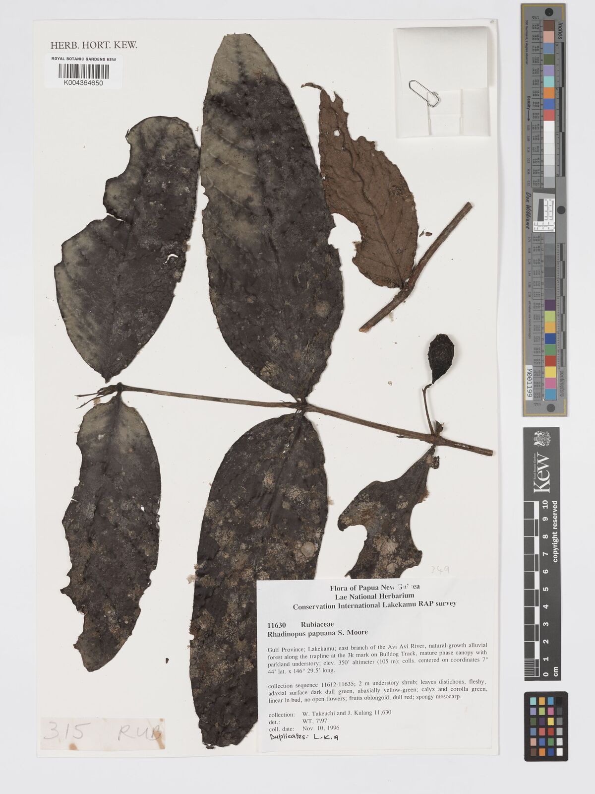 Rhadinopus papuana S.Moore | Plants of the World Online | Kew Science