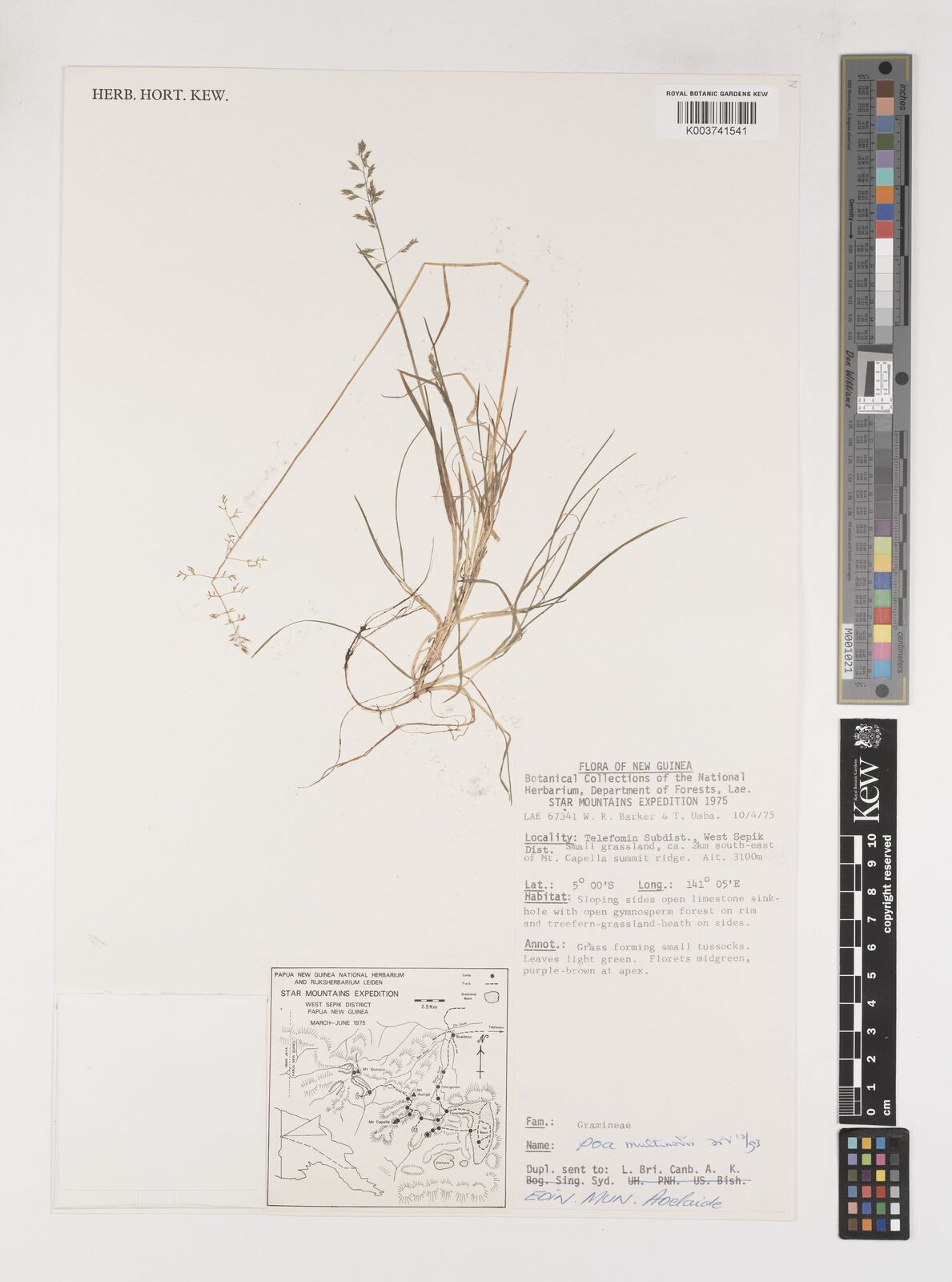 Poa multinodis Chase | Plants of the World Online | Kew Science