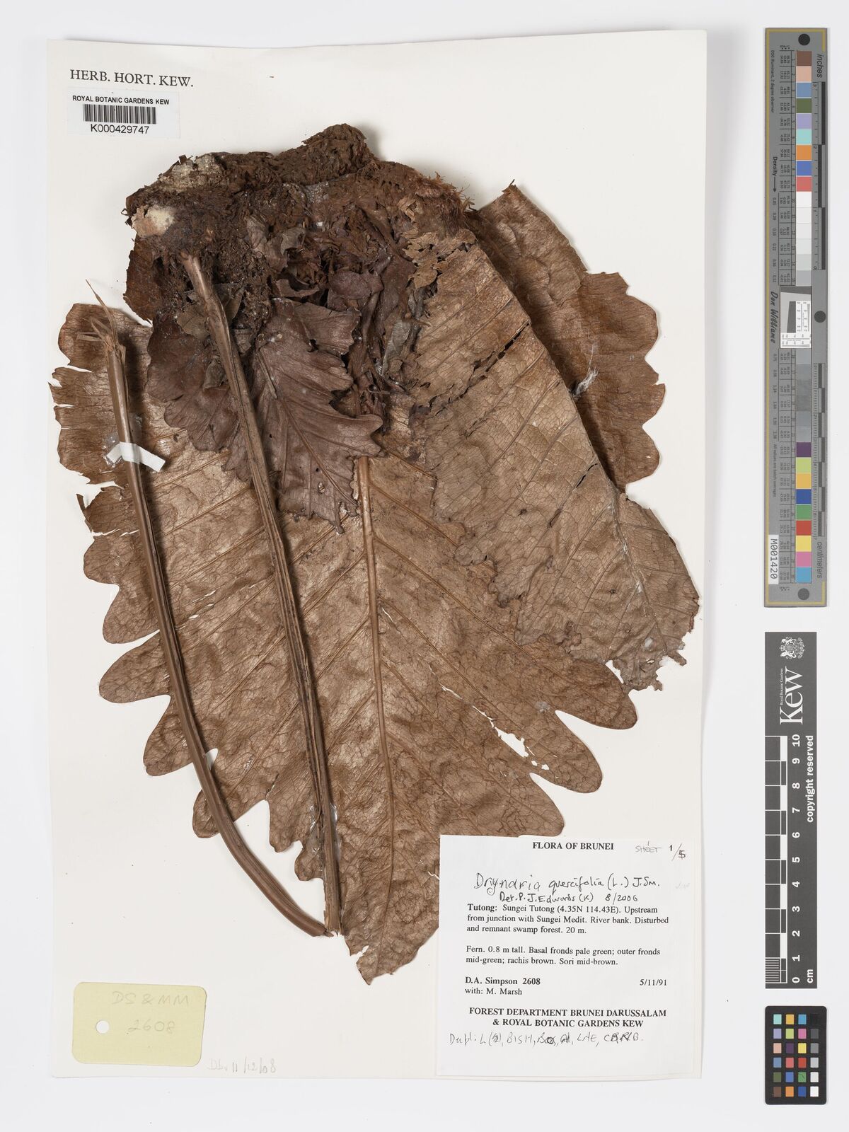 Drynaria quercifolia (L.) J.Sm. | Plants of the World Online | Kew Science
