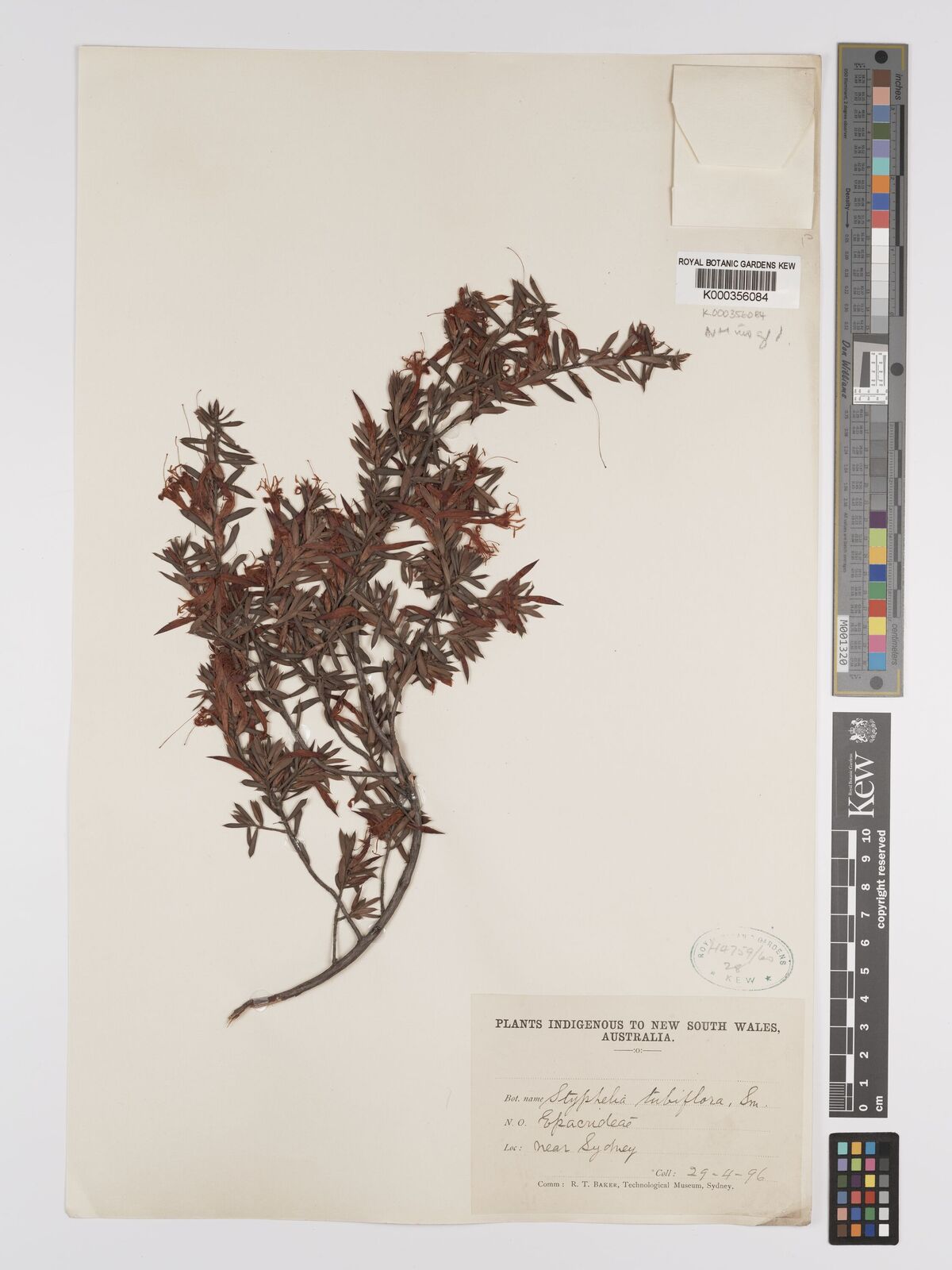 Styphelia tubiflora Sm. | Plants of the World Online | Kew Science