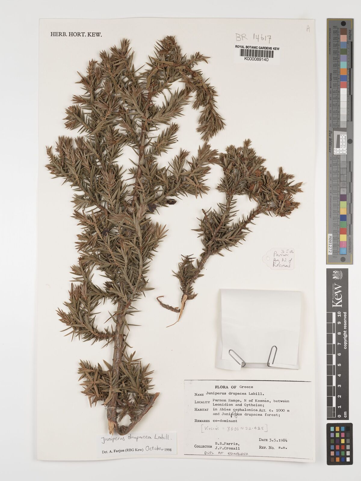 Juniperus drupacea Labill. | Plants of the World Online | Kew Science