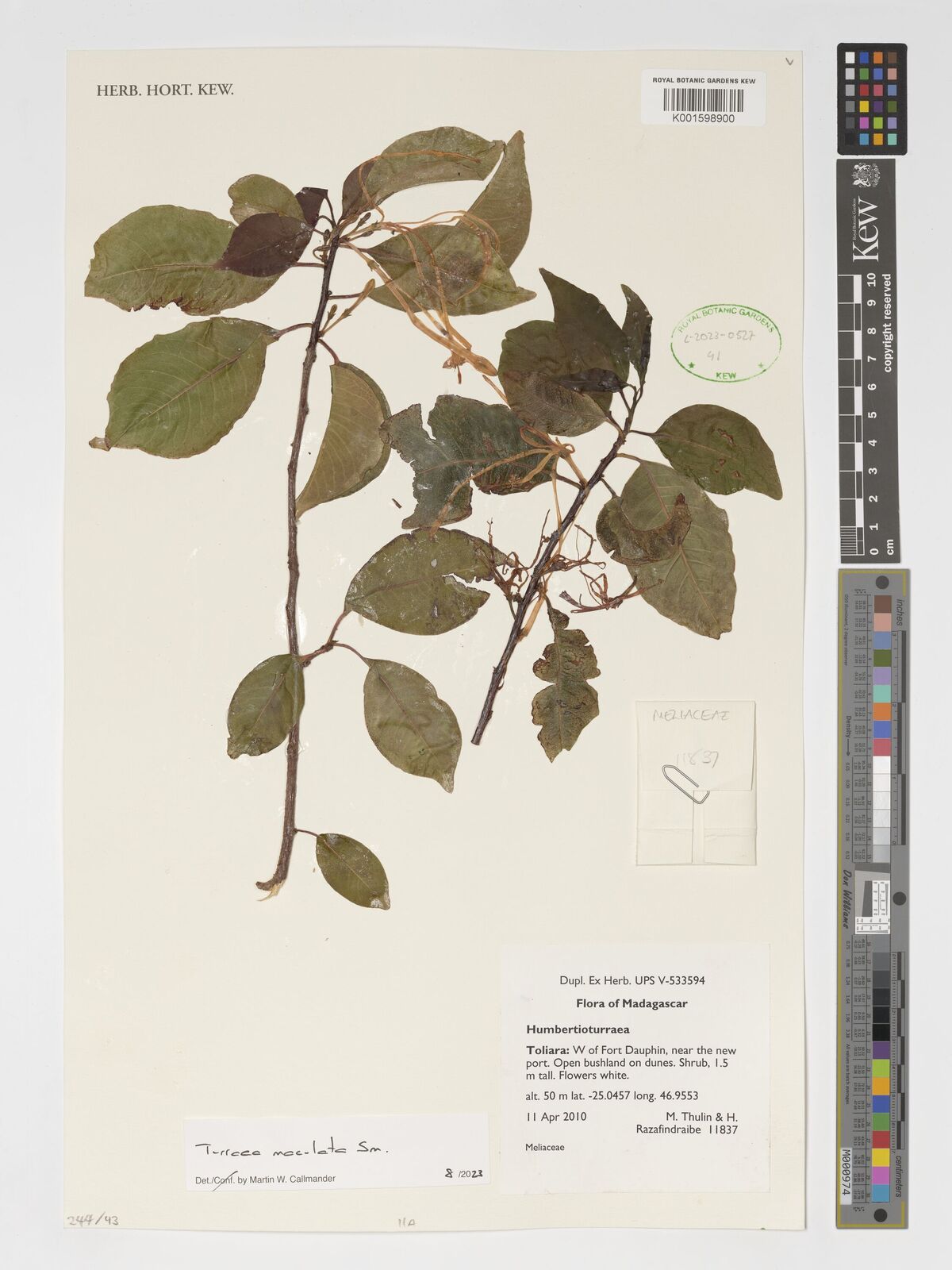 Humbertioturraea maculata (Sm.) Cheek | Plants of the World Online ...