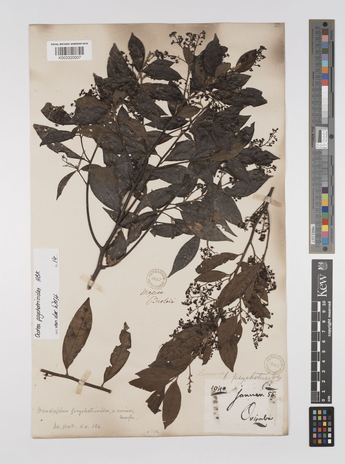 Ocotea psychotrioides Kunth | Plants of the World Online | Kew Science
