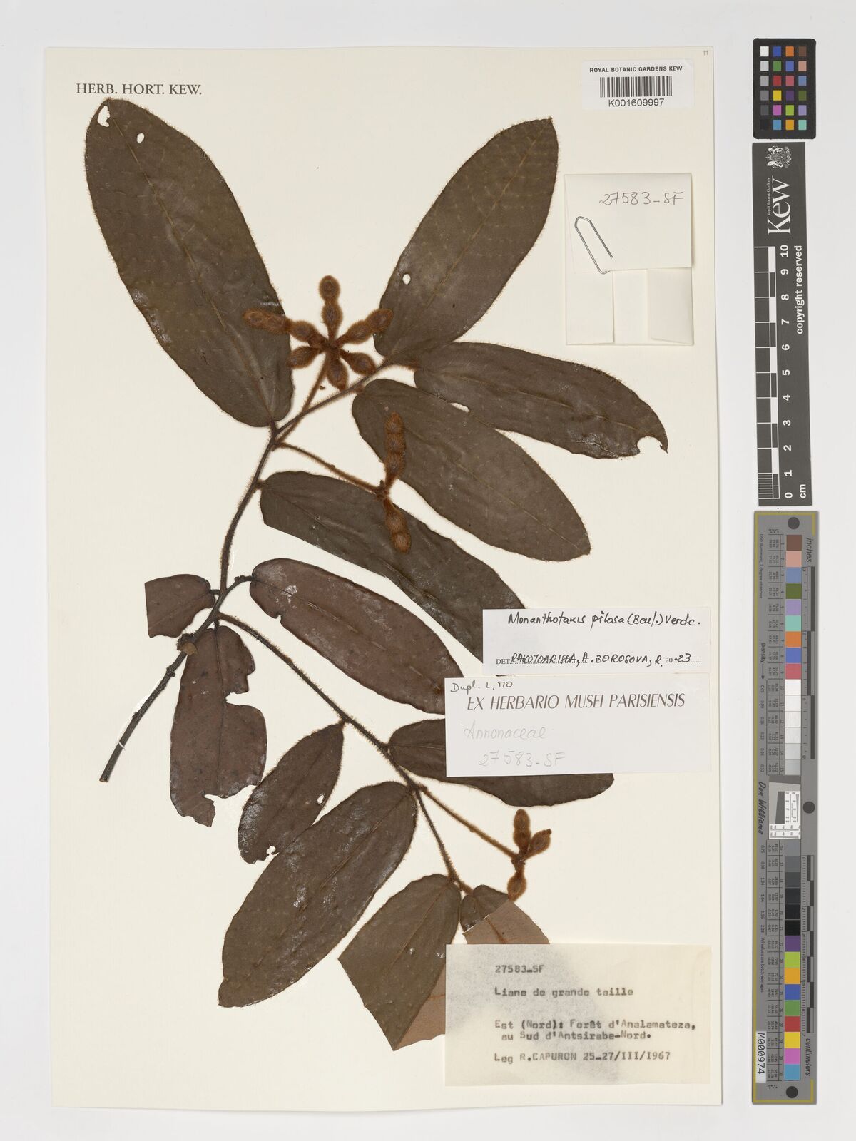 Monanthotaxis pilosa (Baill.) Verdc. | Plants of the World Online | Kew ...