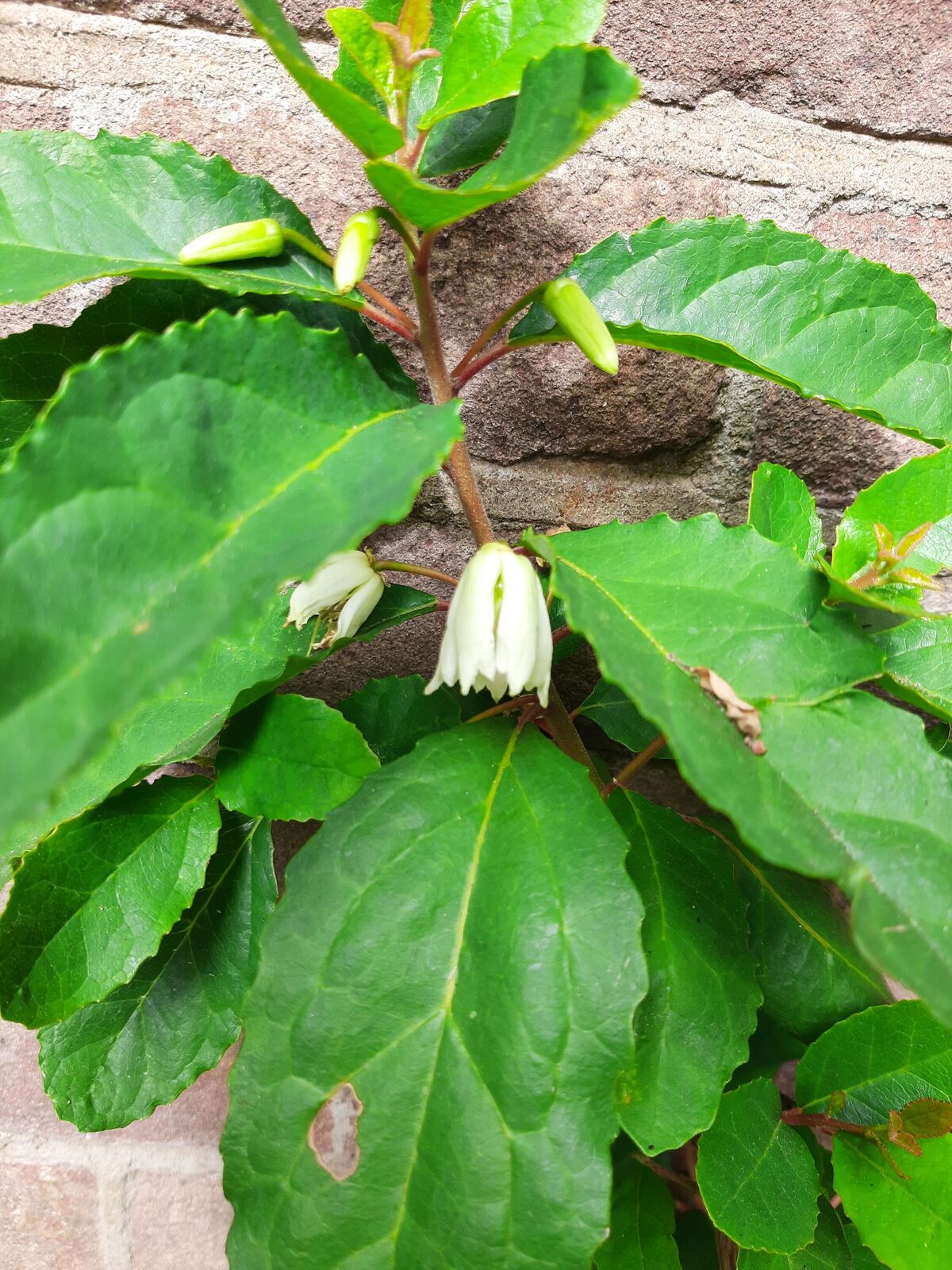 Crinodendron patagua Molina | Plants of the World Online | Kew Science