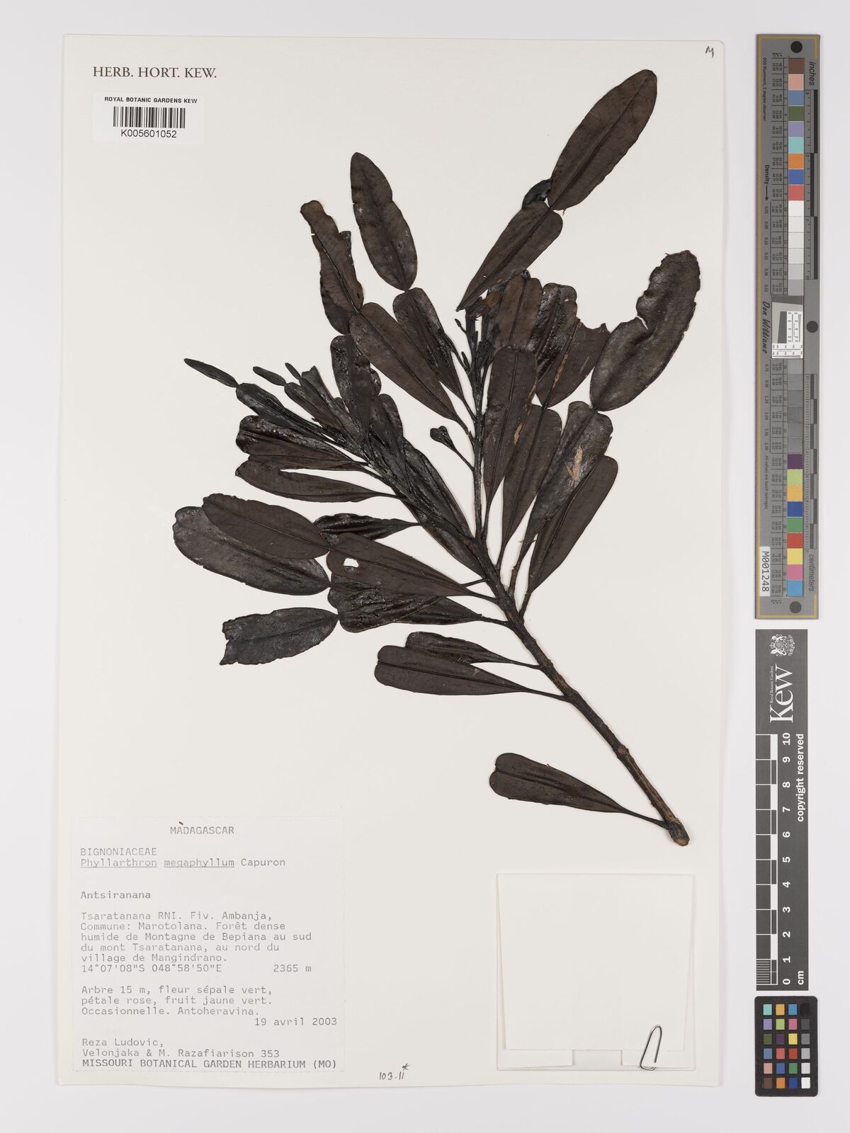 Phyllarthron megaphyllum Capuron | Plants of the World Online | Kew Science