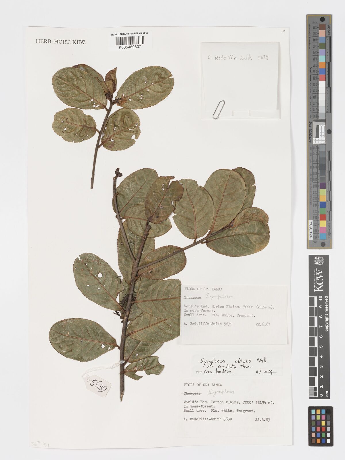 Symplocos obtusa var. cucullata Thwaites | Plants of the World Online ...